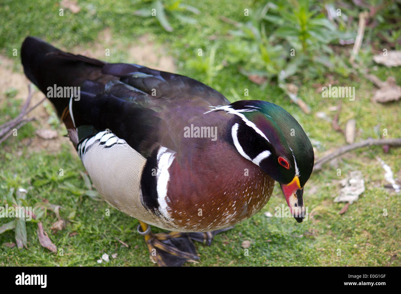 Single mandarin duck, head bending down standing on grass and foliage ...
