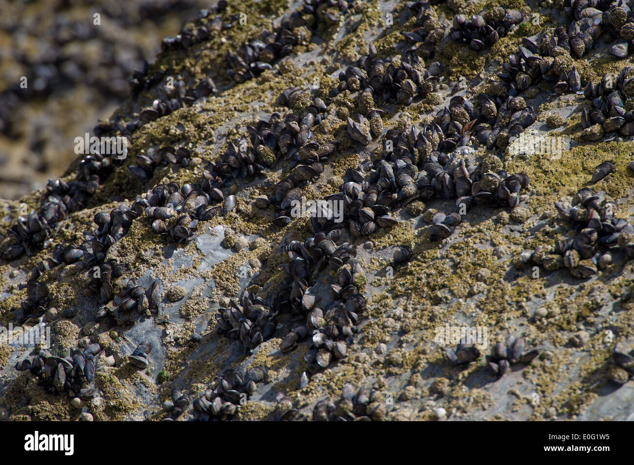 Mussels on a rock on the beach in Newquay, Cornwall, England Stock ...