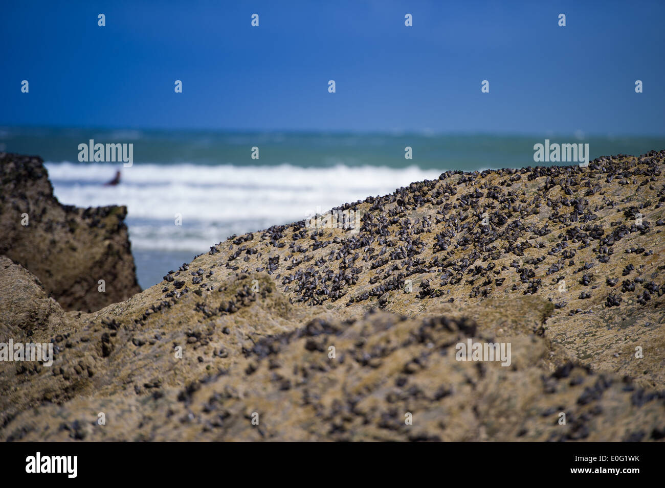 Cornwall england sea shells hi-res stock photography and images - Alamy