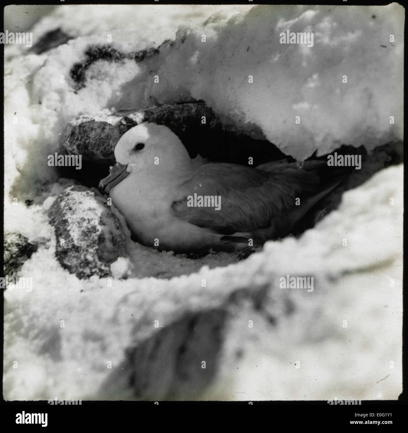 This image features a silver-grey petrel, or southern fulmar, on its ...