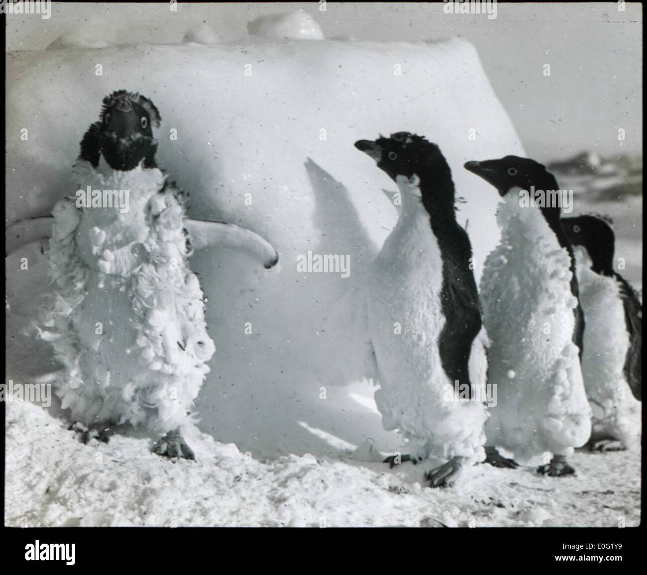 This photograph captures three stray dogs from the Australasian ...