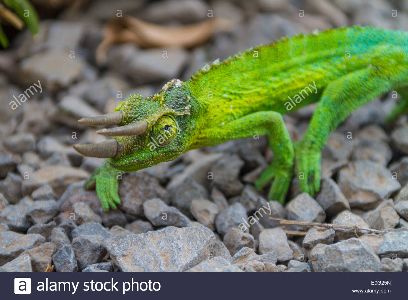 Three Horned Chameleon High Resolution Stock Photography and Images - Alamy