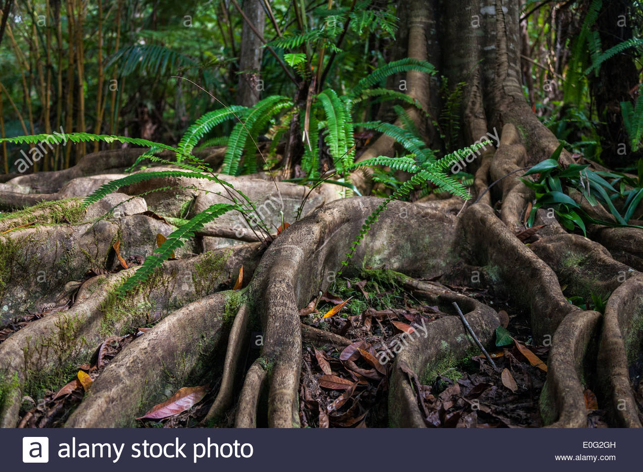 Fern Tree Roots High Resolution Stock Photography and Images - Alamy