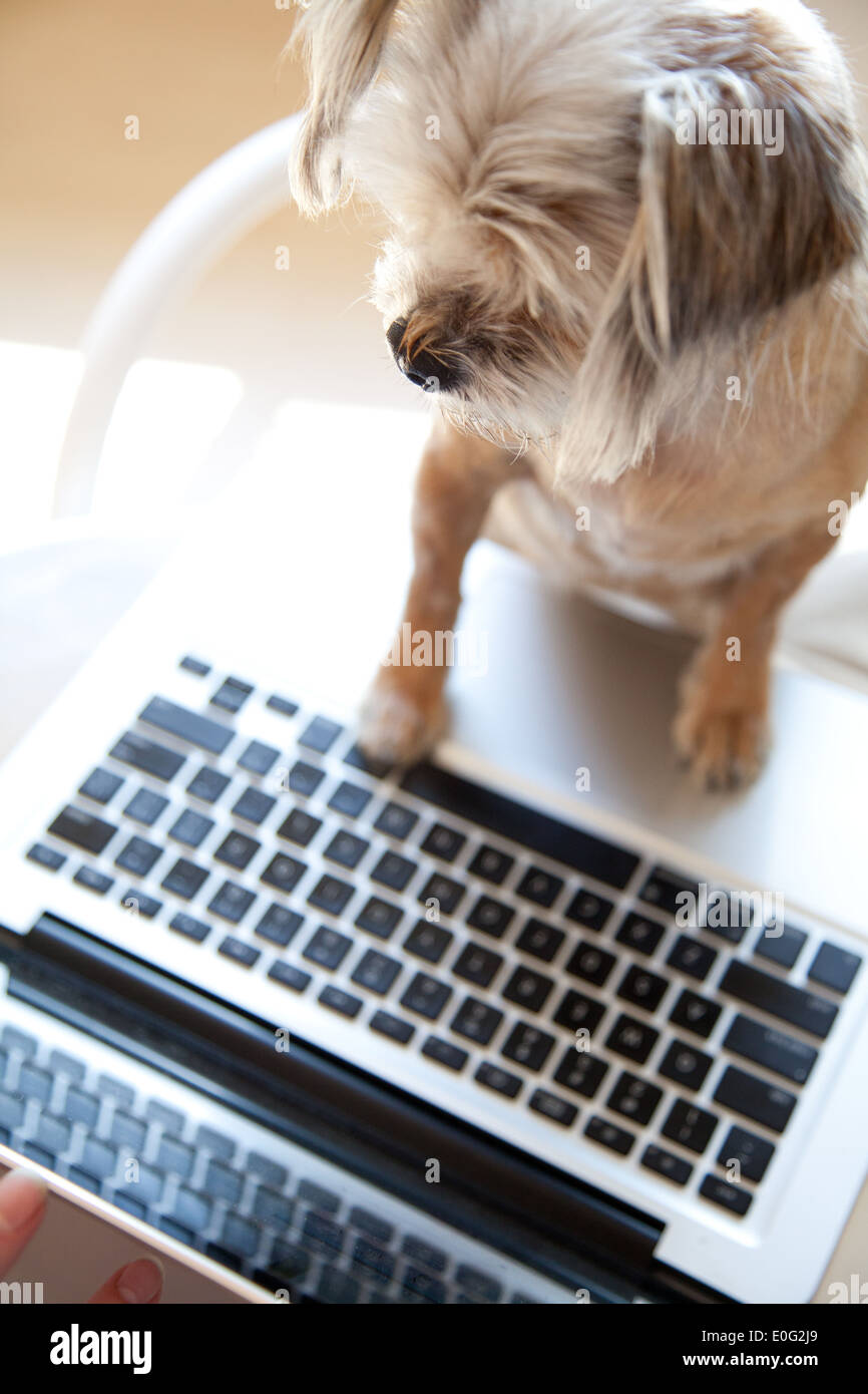 Dog paw on laptop hi-res stock photography and images - Alamy