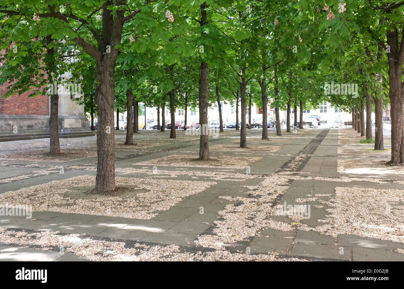 Linden square hi-res stock photography and images - Alamy