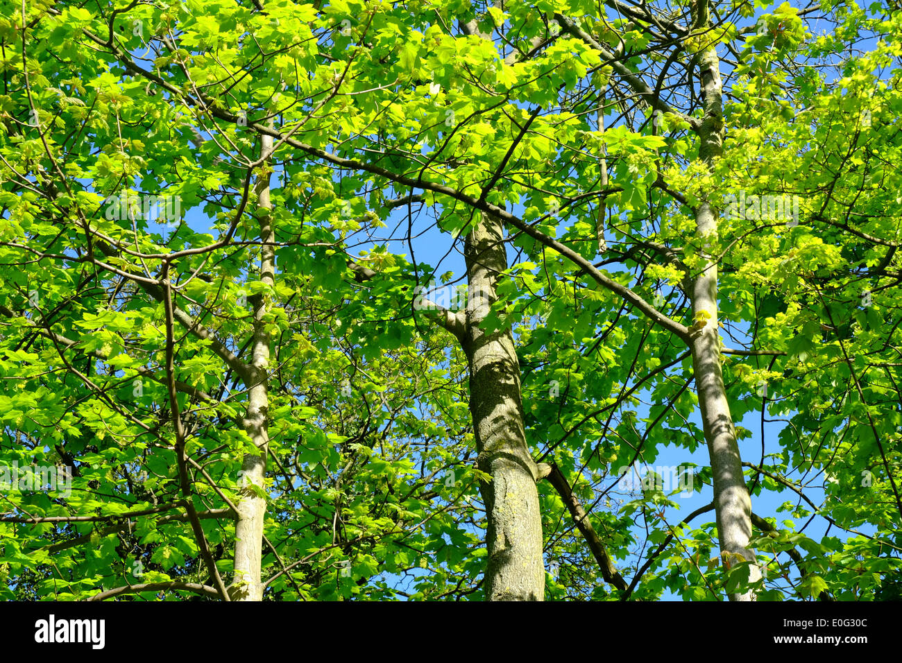 Lush green treetops hi-res stock photography and images - Alamy