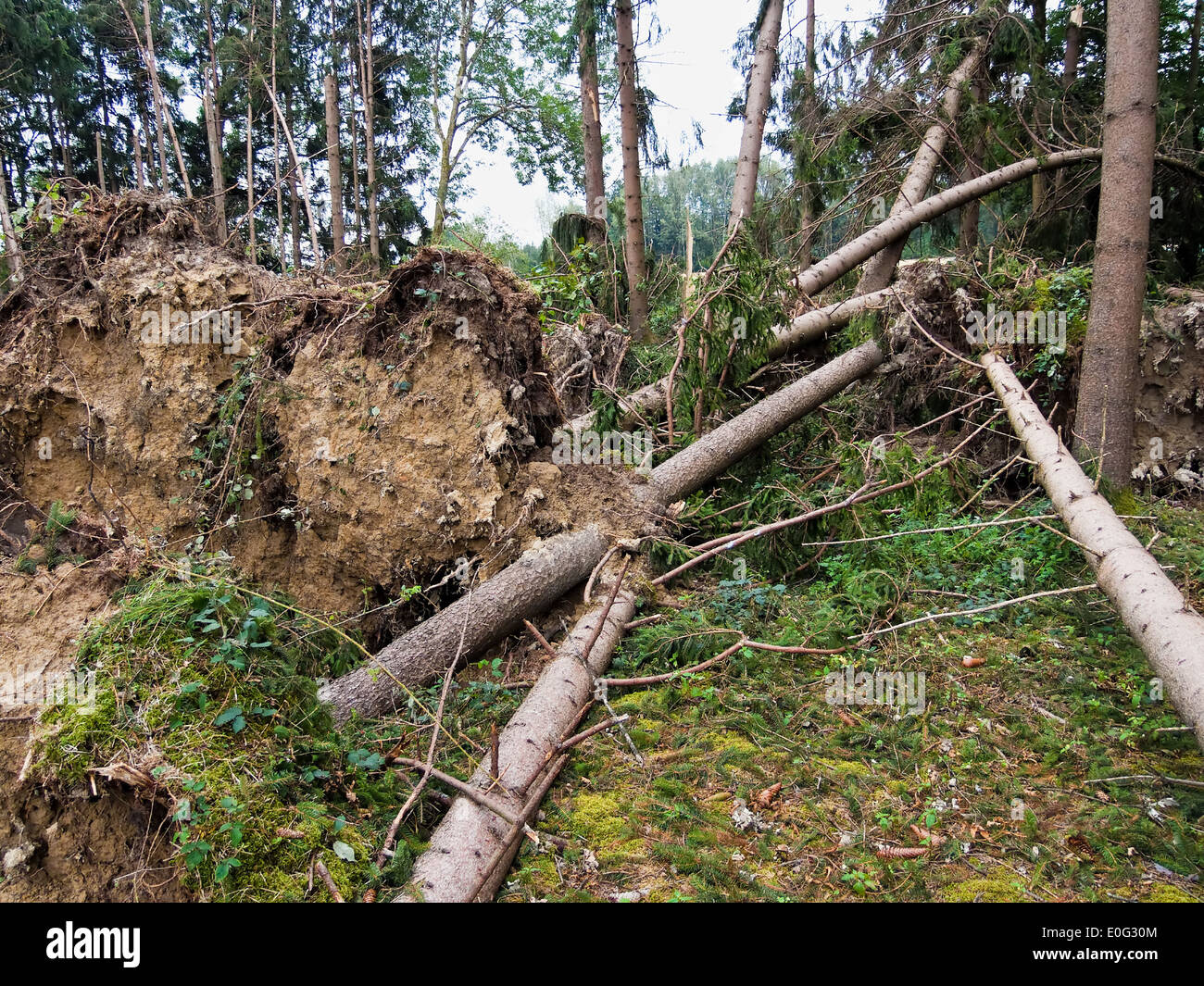 Storm damage. Fallen trees in the wood after a storm., Sturmschaden ...