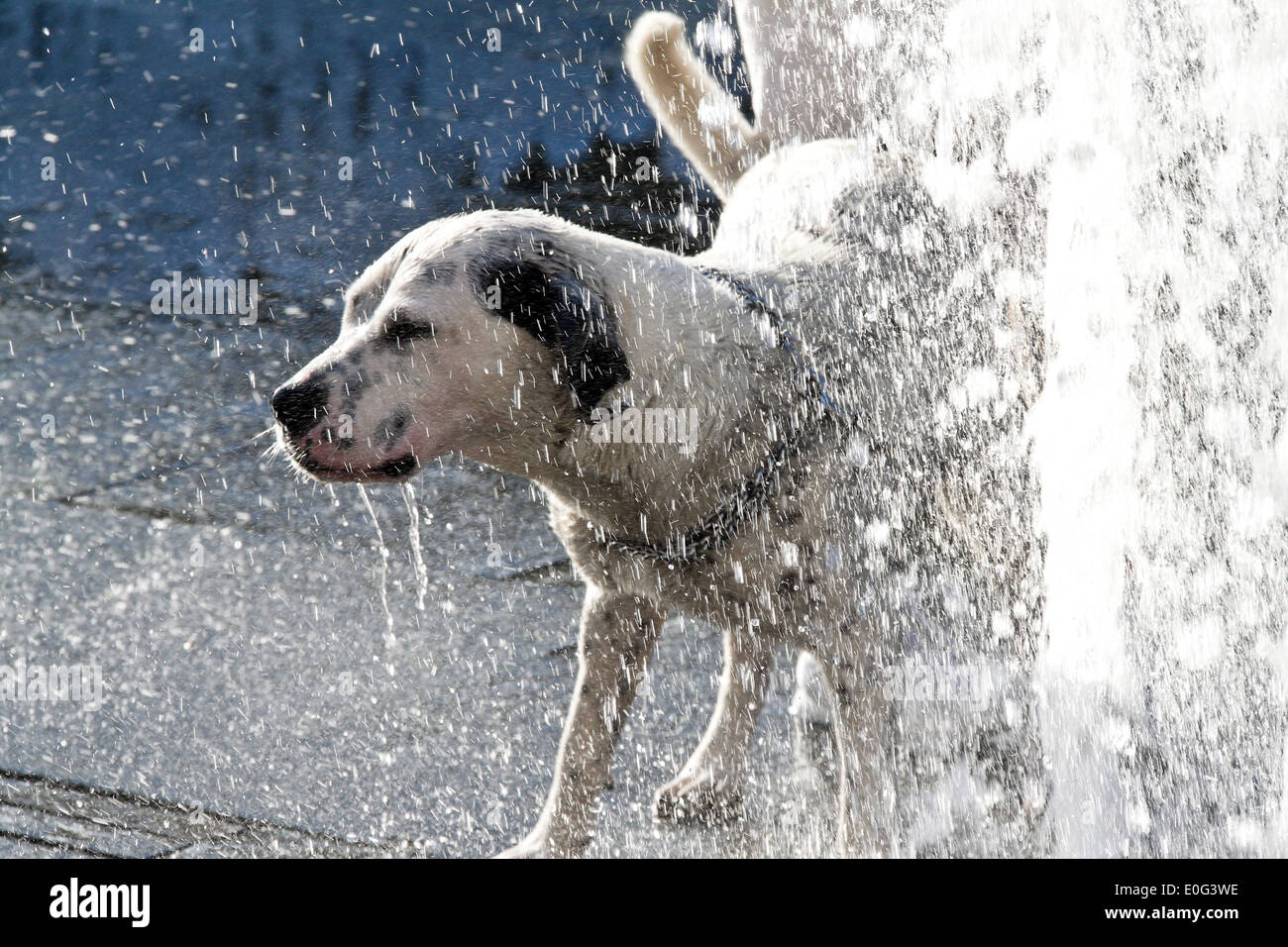 Dog on hot summer day. Refreshes itself in the water of a well, Hund an ...