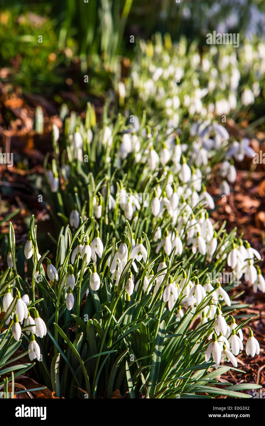 Snowdrops in full flower hi-res stock photography and images - Alamy