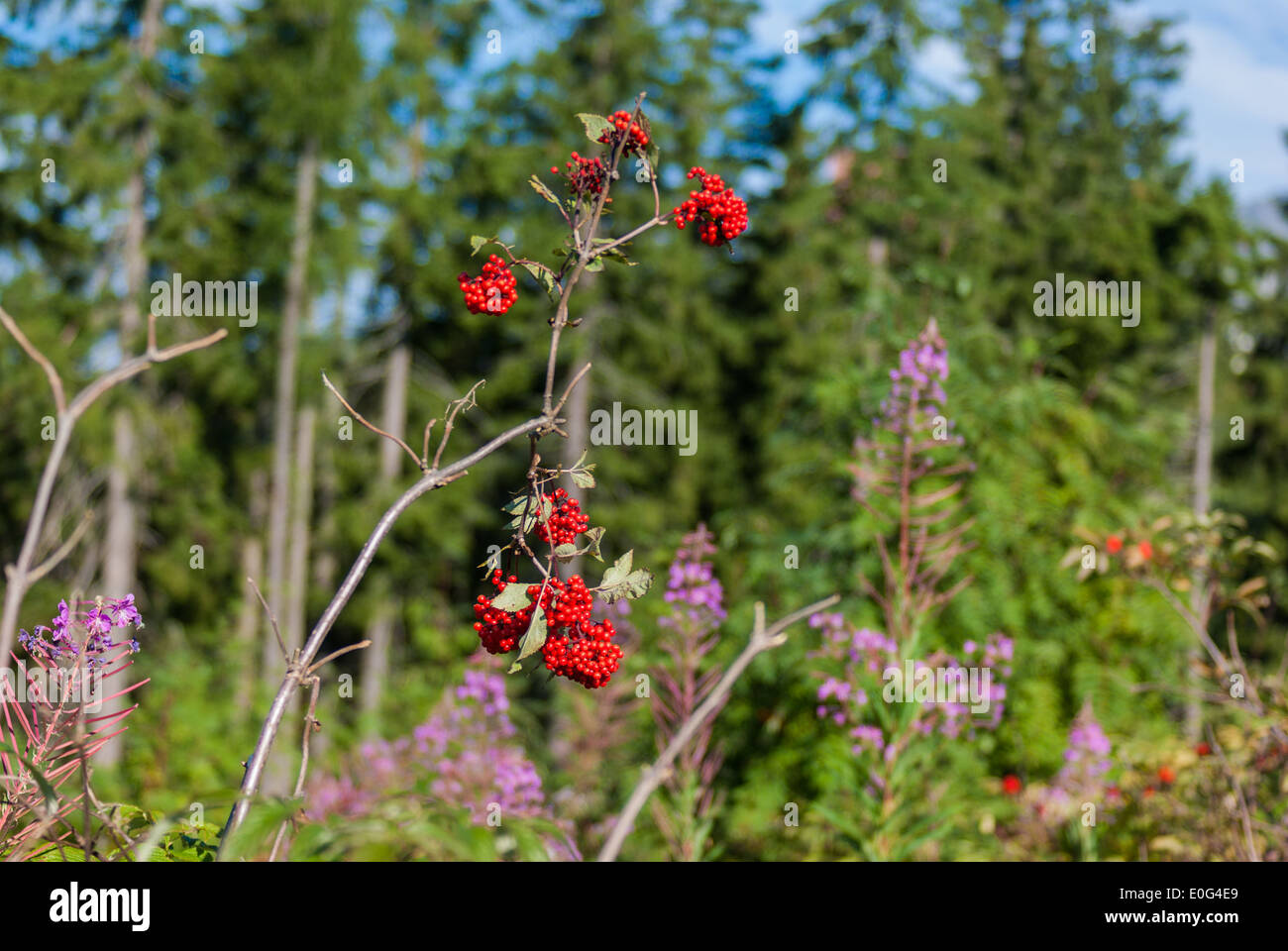 Red Elderberry (Sambucus racemosa) and Rosebay Willowherb (Fireweed ...