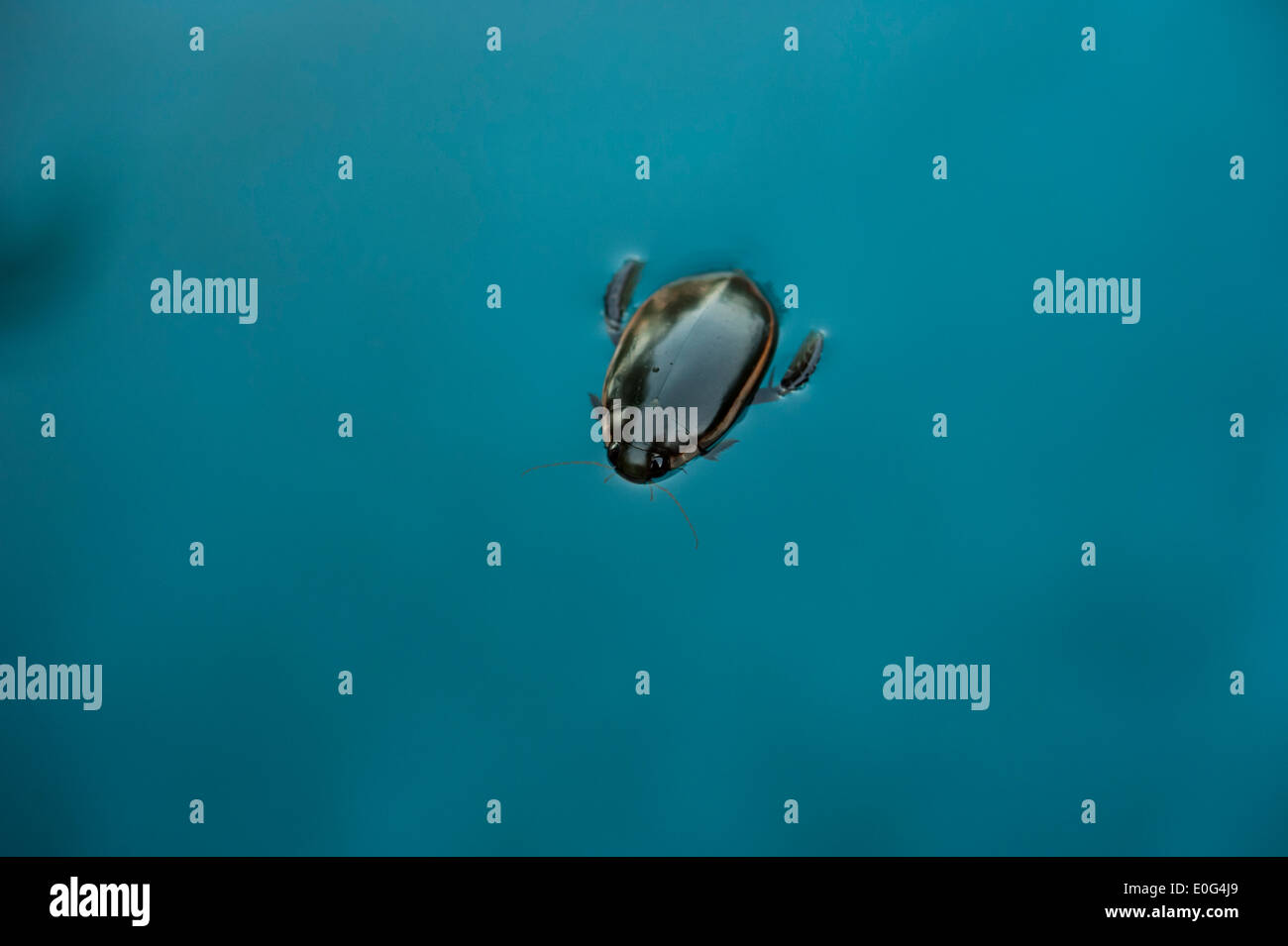 Water beetle floats on the surface of the water Stock Photo - Alamy