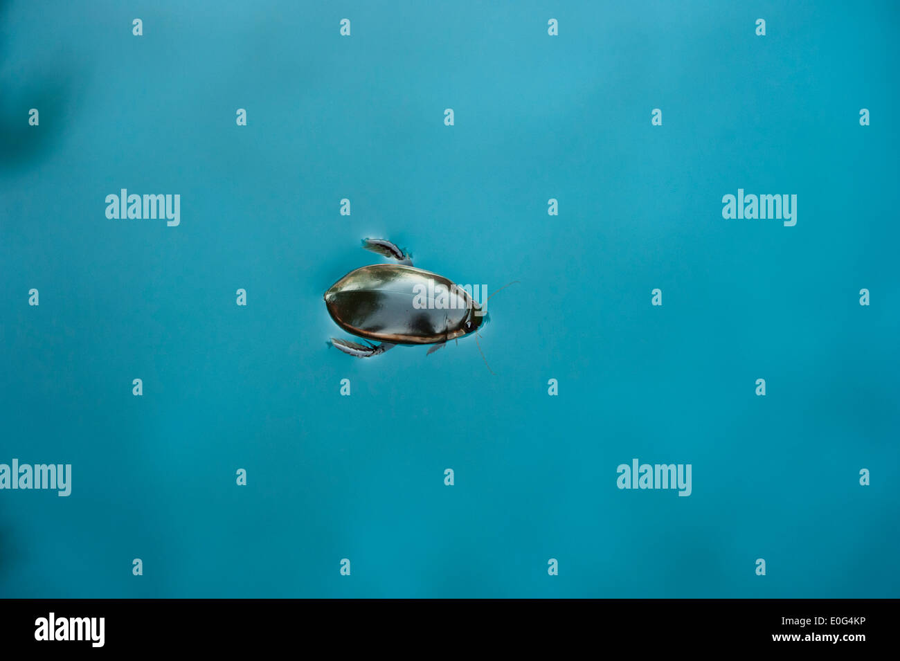 Water beetle hi-res stock photography and images - Alamy