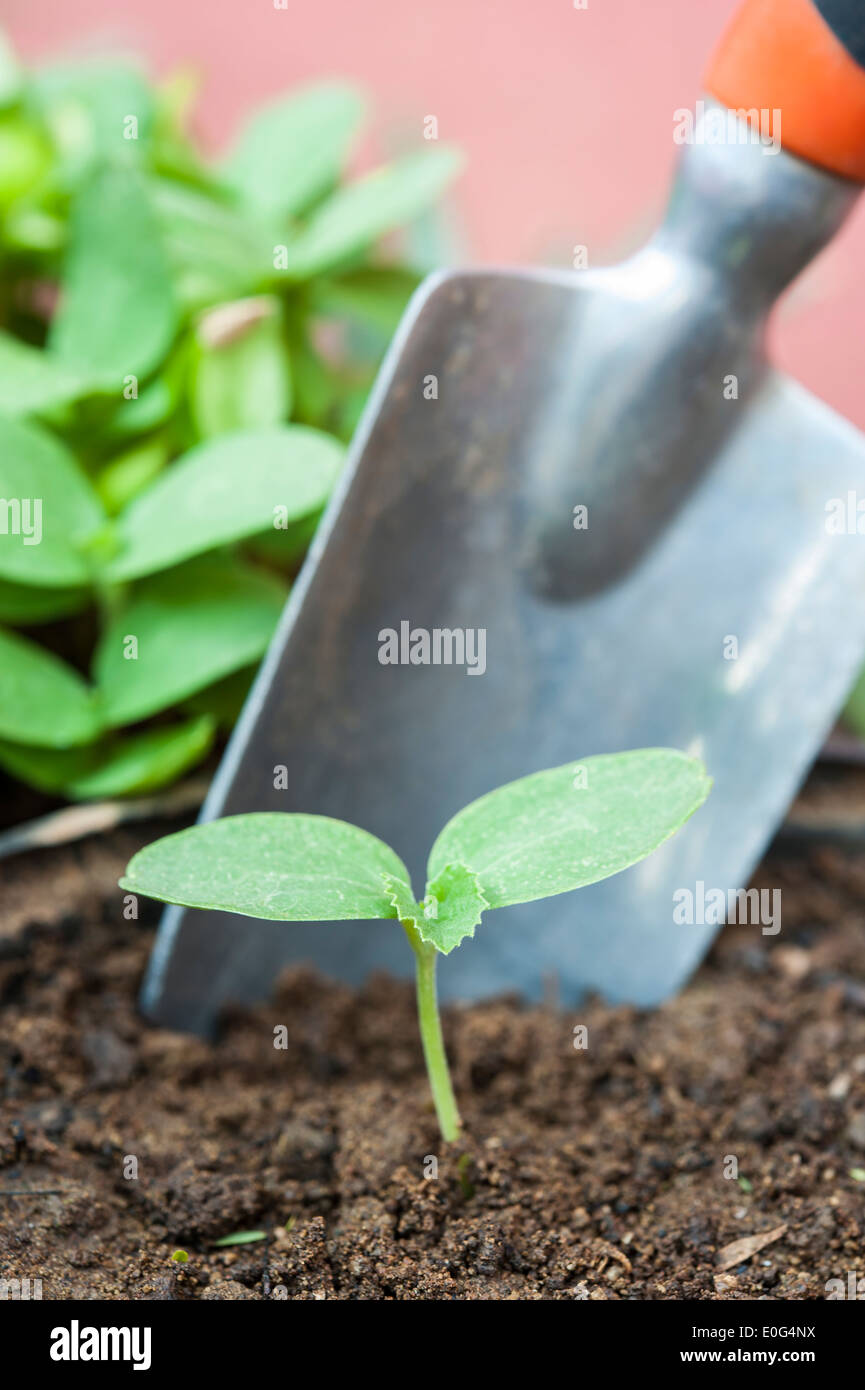 A garden trowel carefully digs a young plant sprout out of the dirt ...