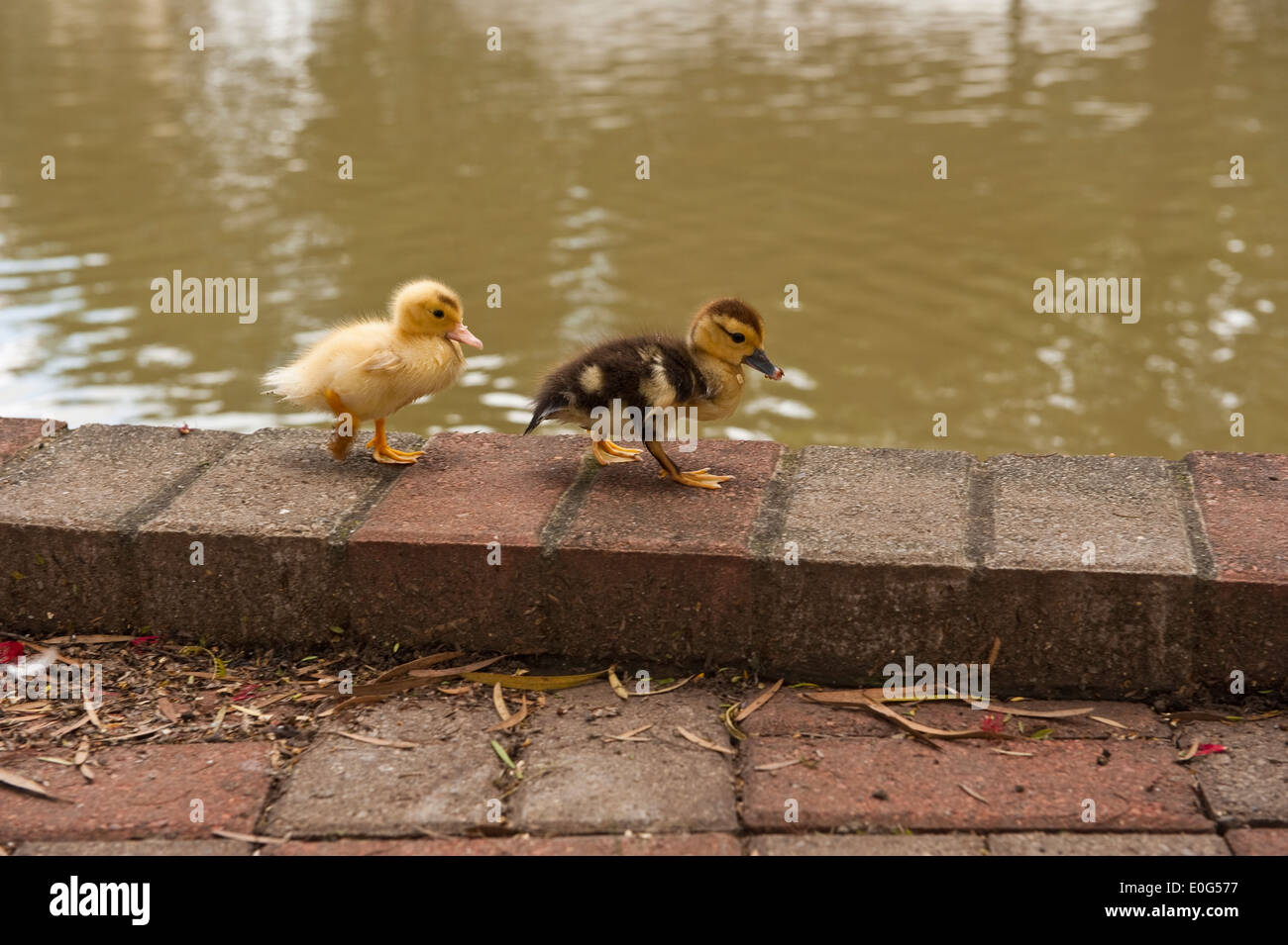 Ducklings Walking High Resolution Stock Photography and Images - Alamy