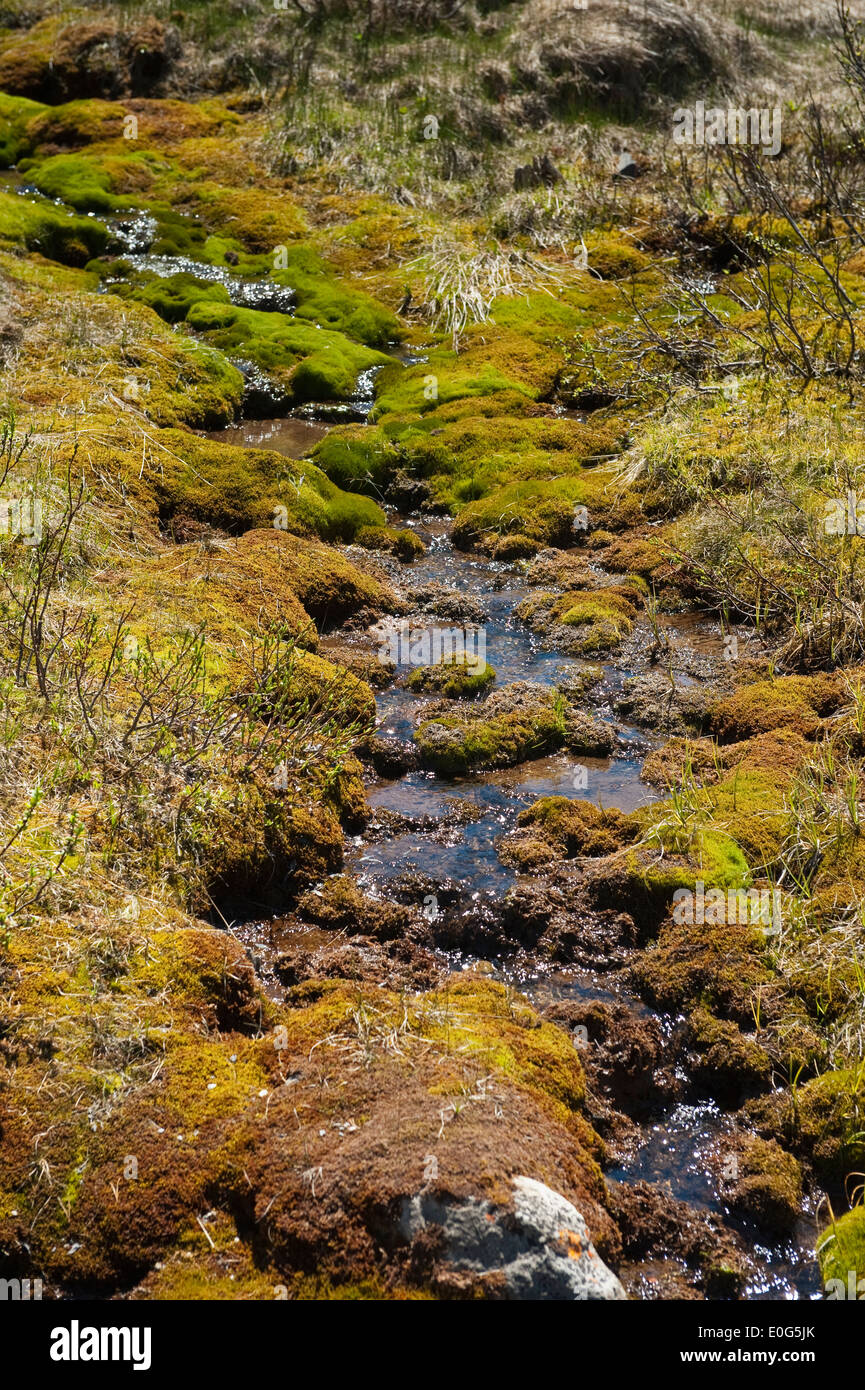 Trickling brook hi-res stock photography and images - Alamy