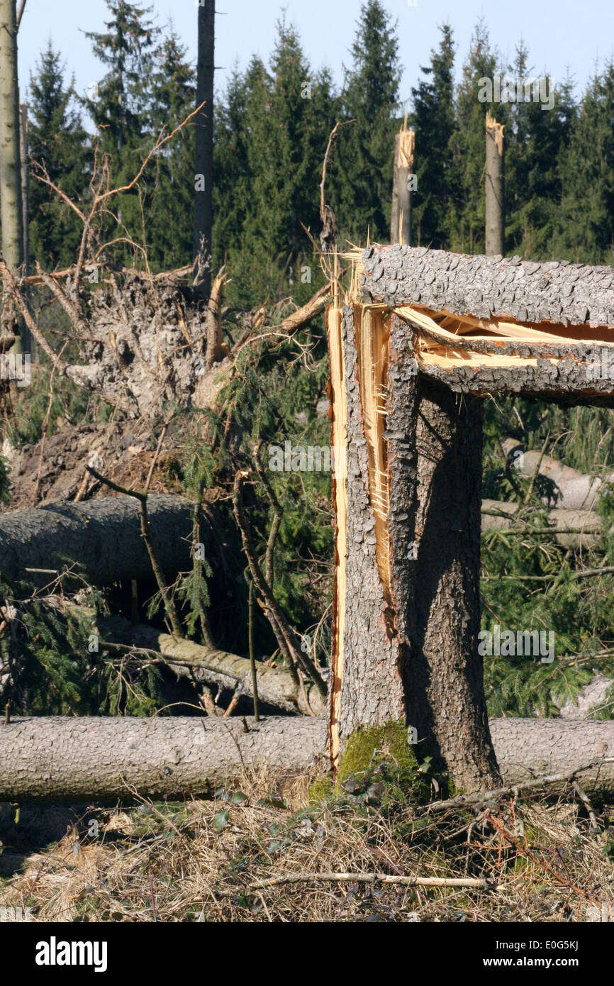 Storm damage in the wood Stock Photo - Alamy
