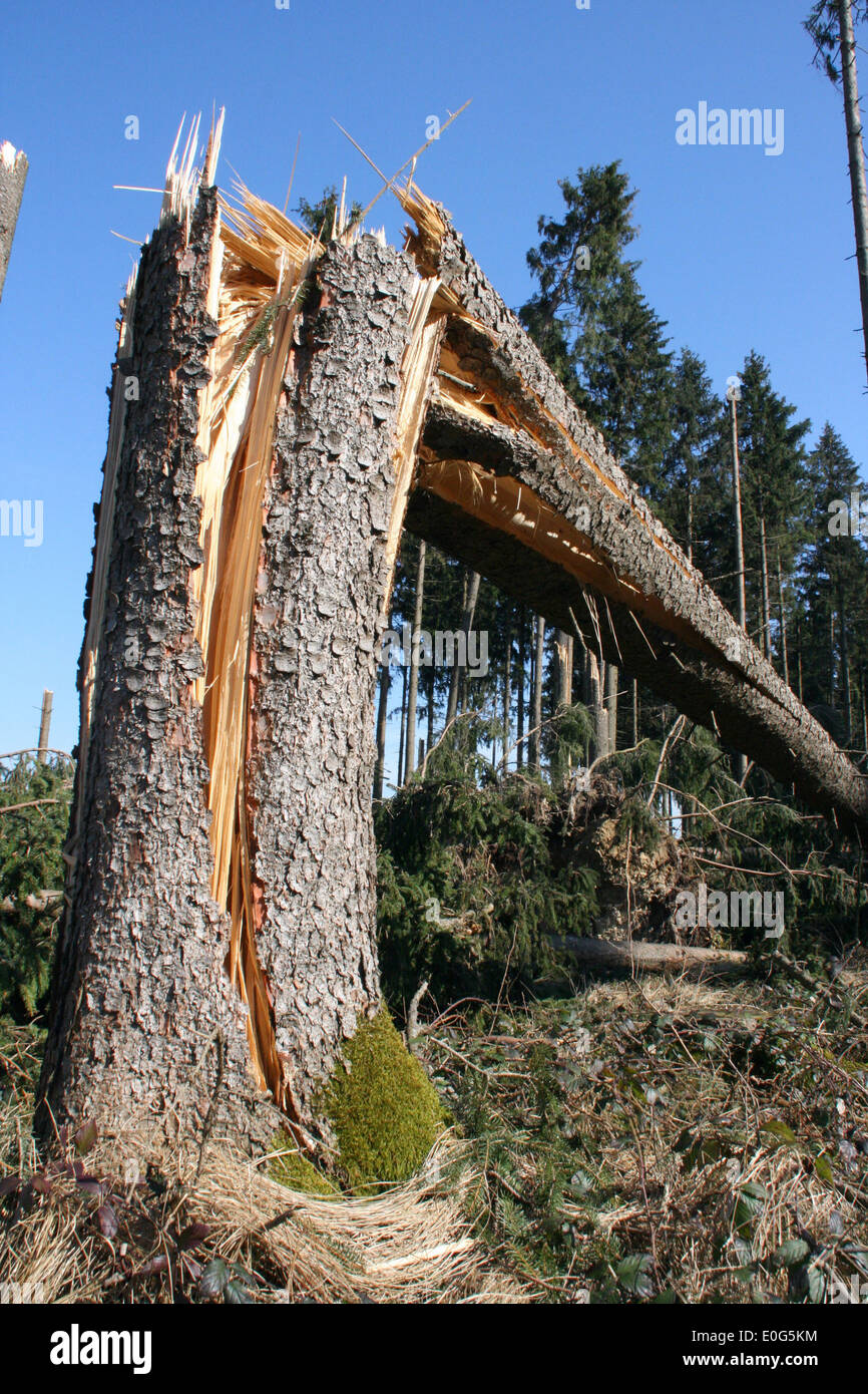 Storm damage in the wood Stock Photo - Alamy