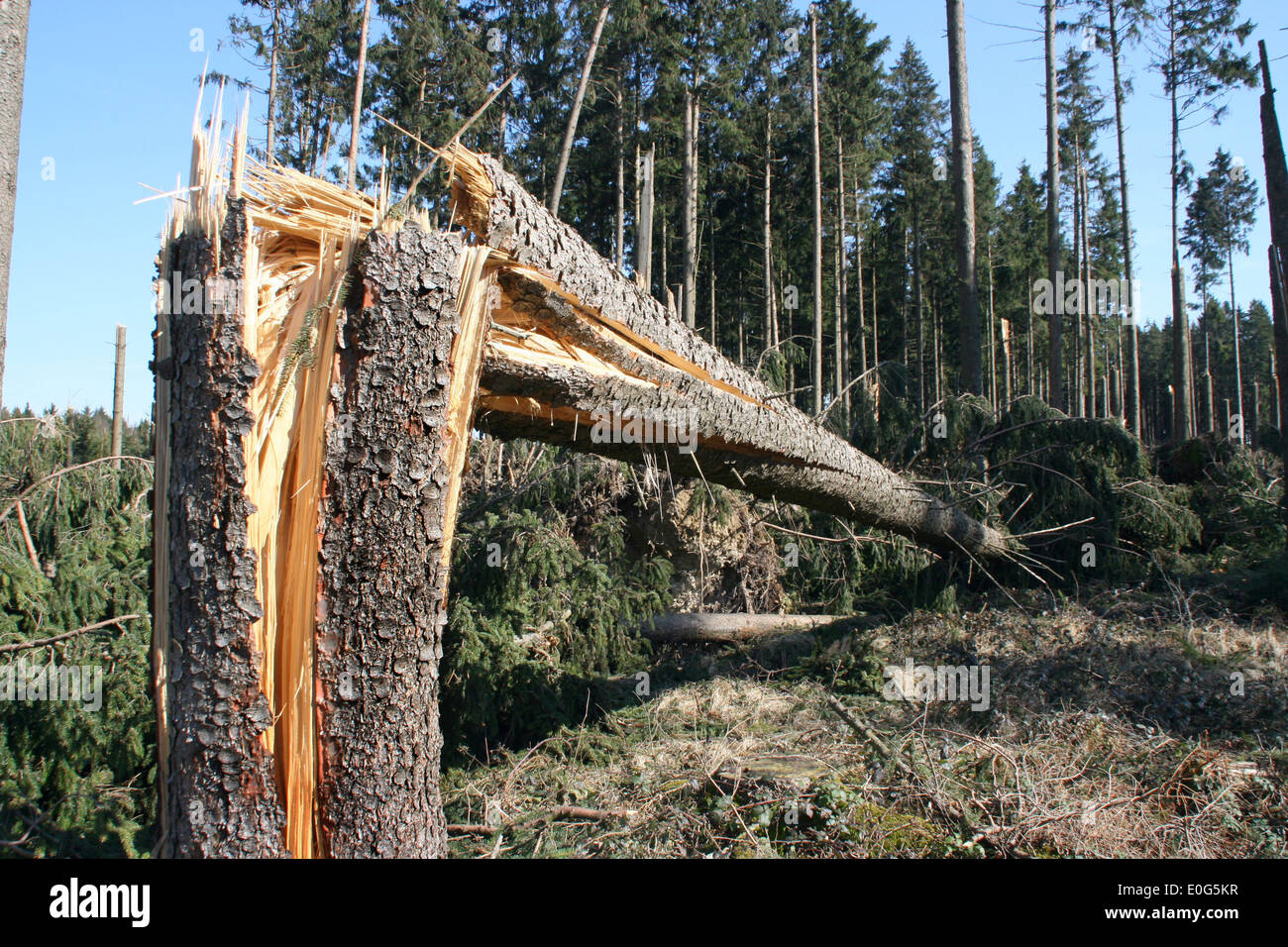 Storm damage in the wood Stock Photo - Alamy
