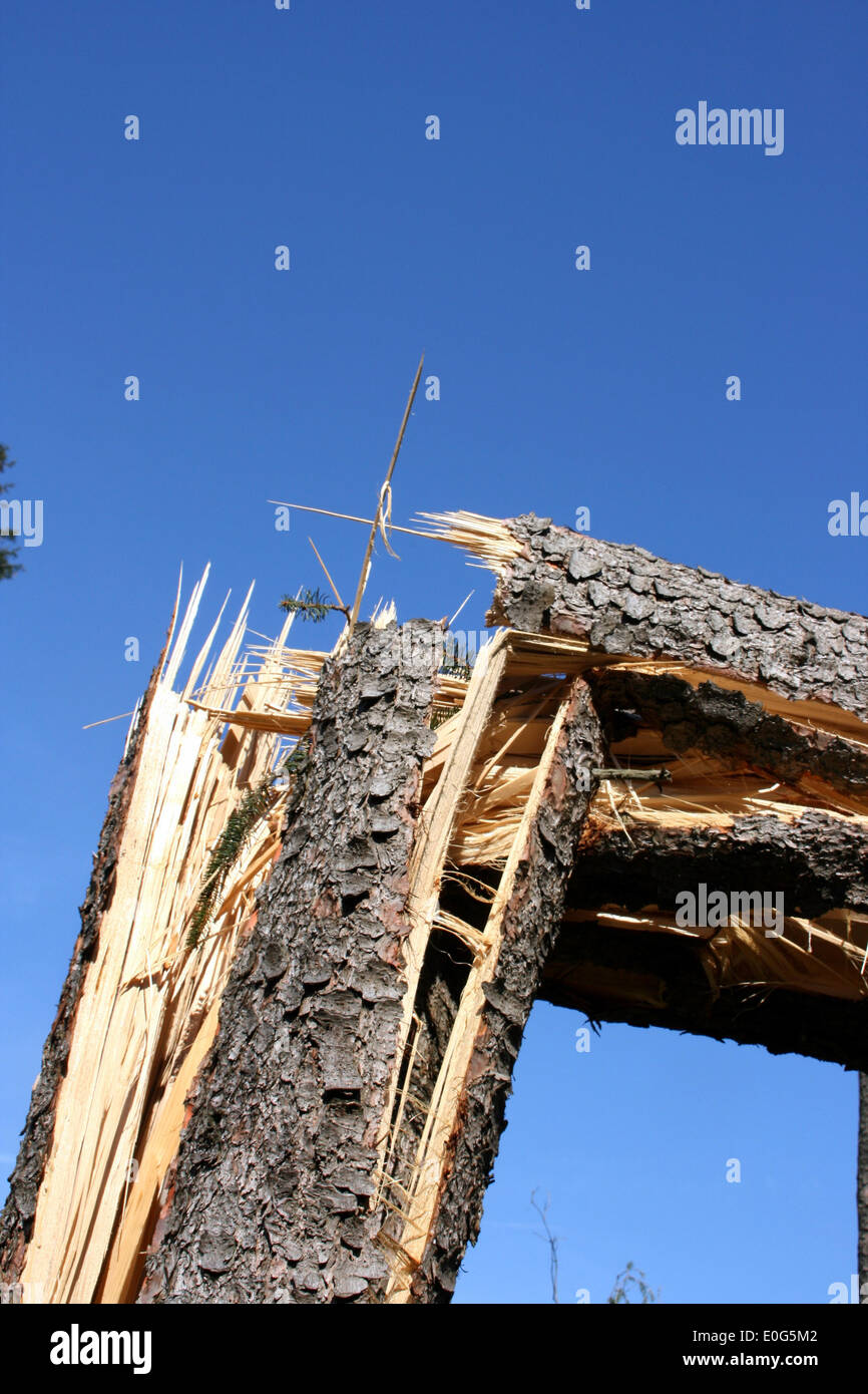 Storm damage in the wood Stock Photo - Alamy