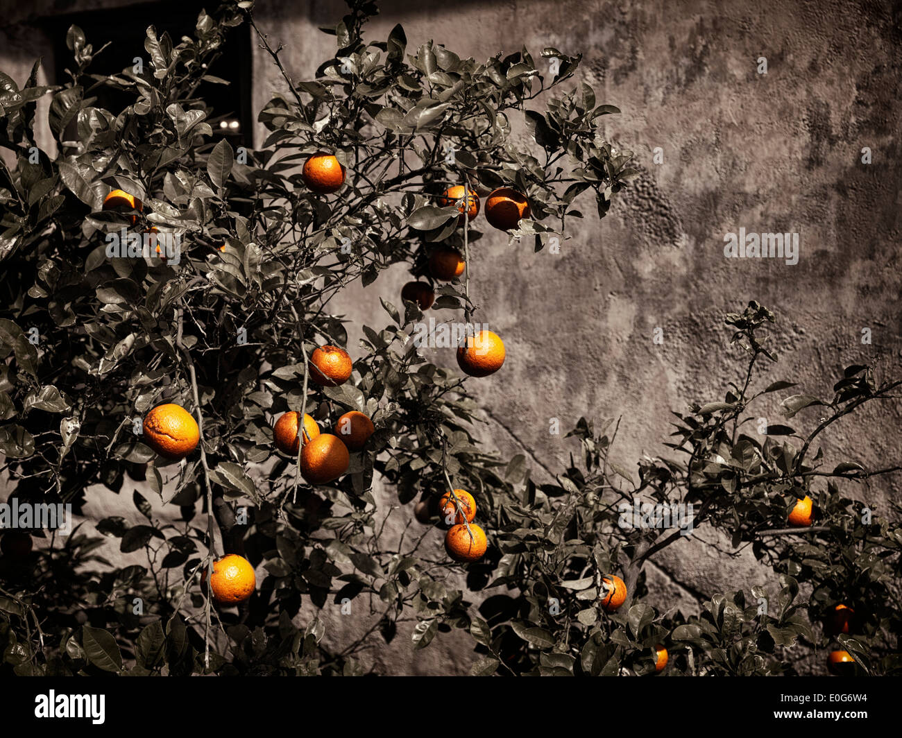 Orange tree on rustic old house wall grungy background Stock Photo - Alamy