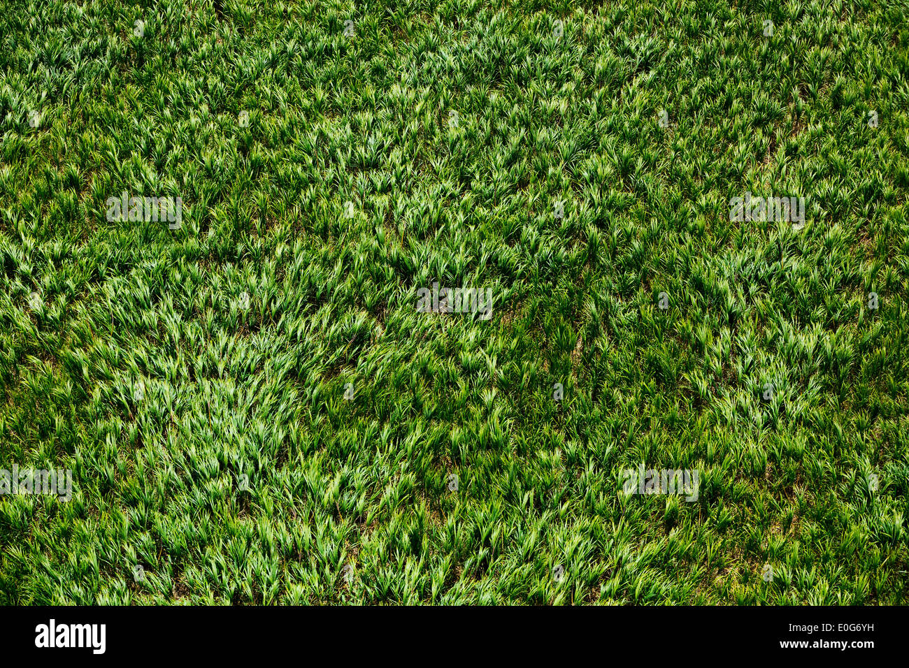 Aerial view of agriculture field from the sky. View from helicopter of ...