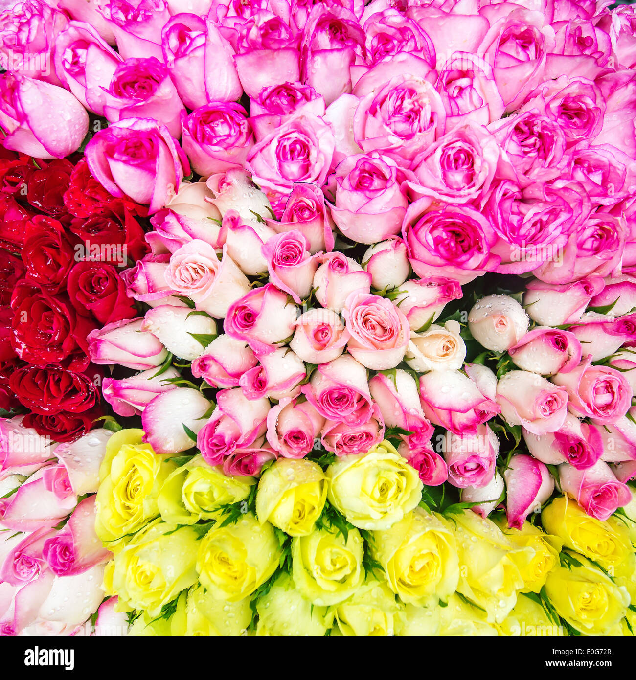 Beautiful roses hi-res stock photography and images - Alamy