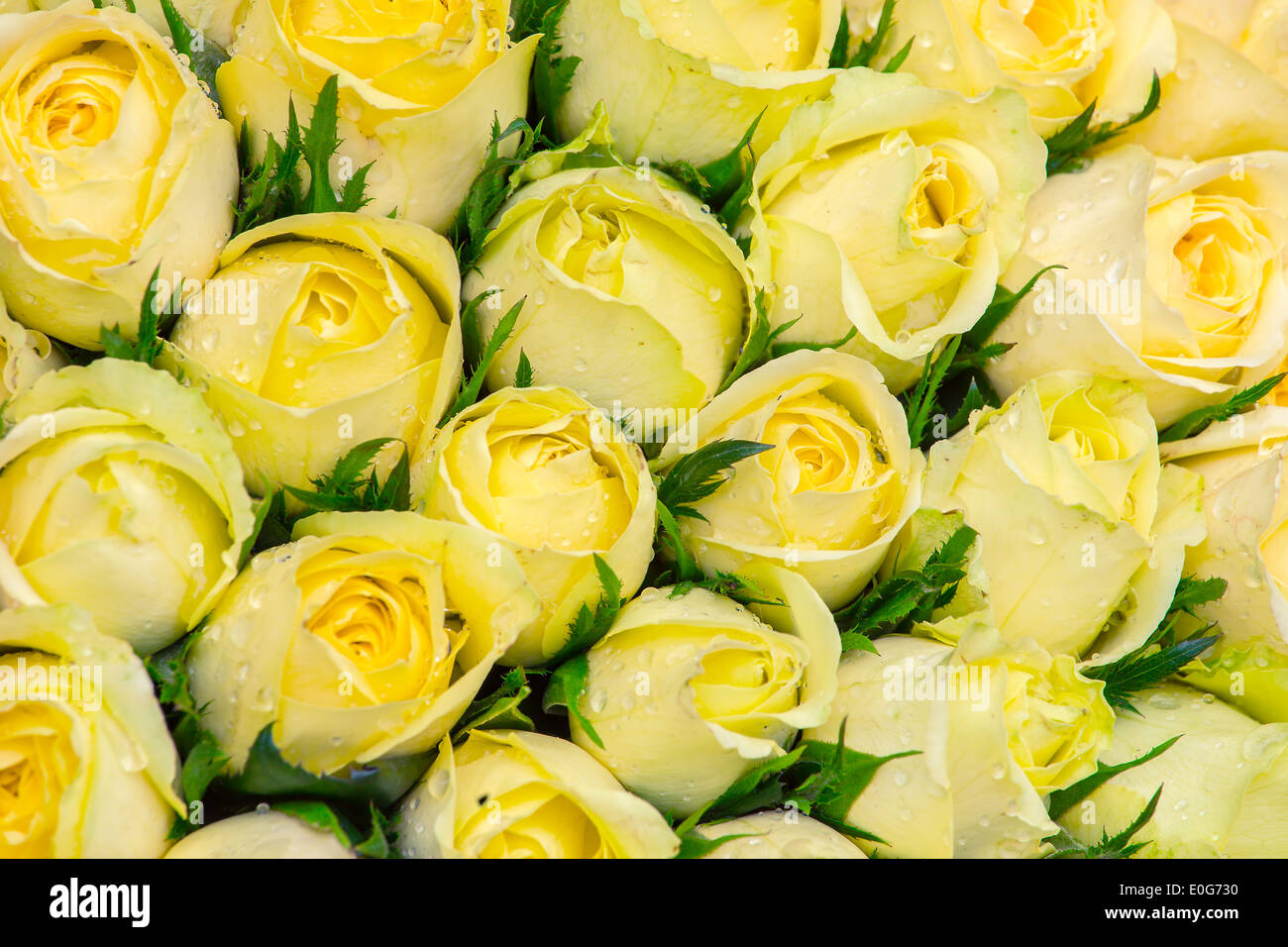 Beautiful yellow roses with rain drops Stock Photo - Alamy