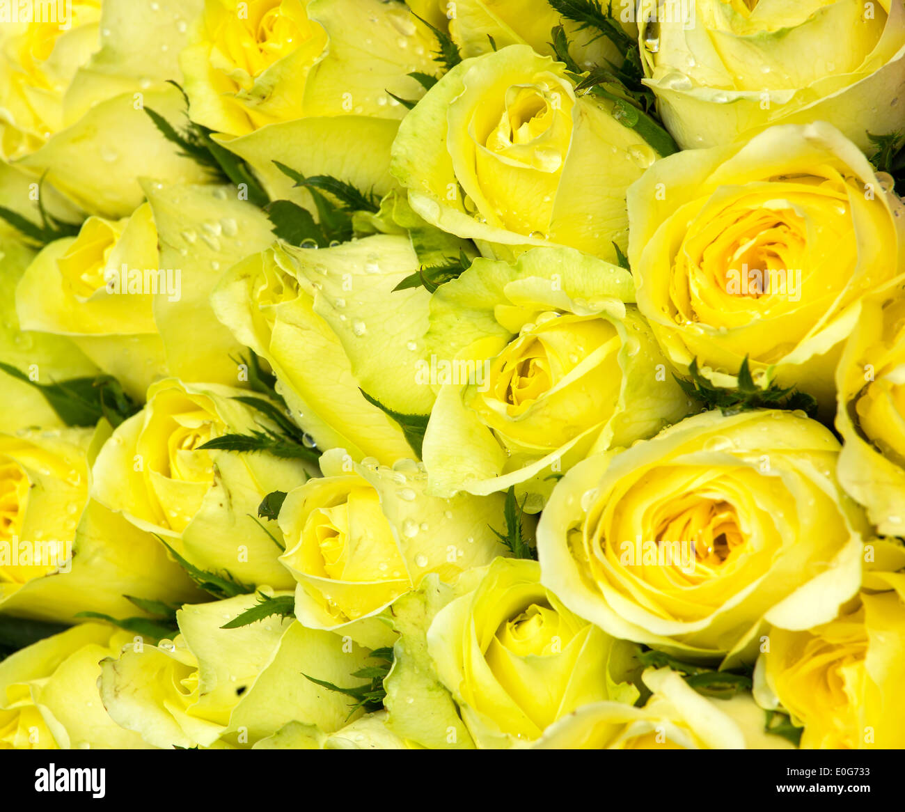 Beautiful yellow roses with rain drops Stock Photo - Alamy