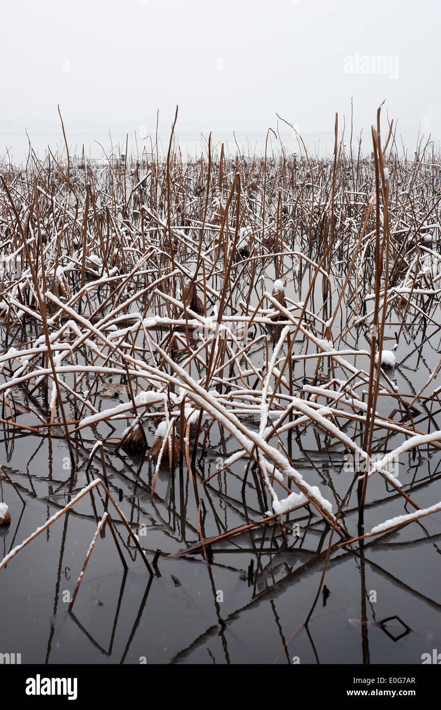Plants dead plants hi-res stock photography and images - Alamy