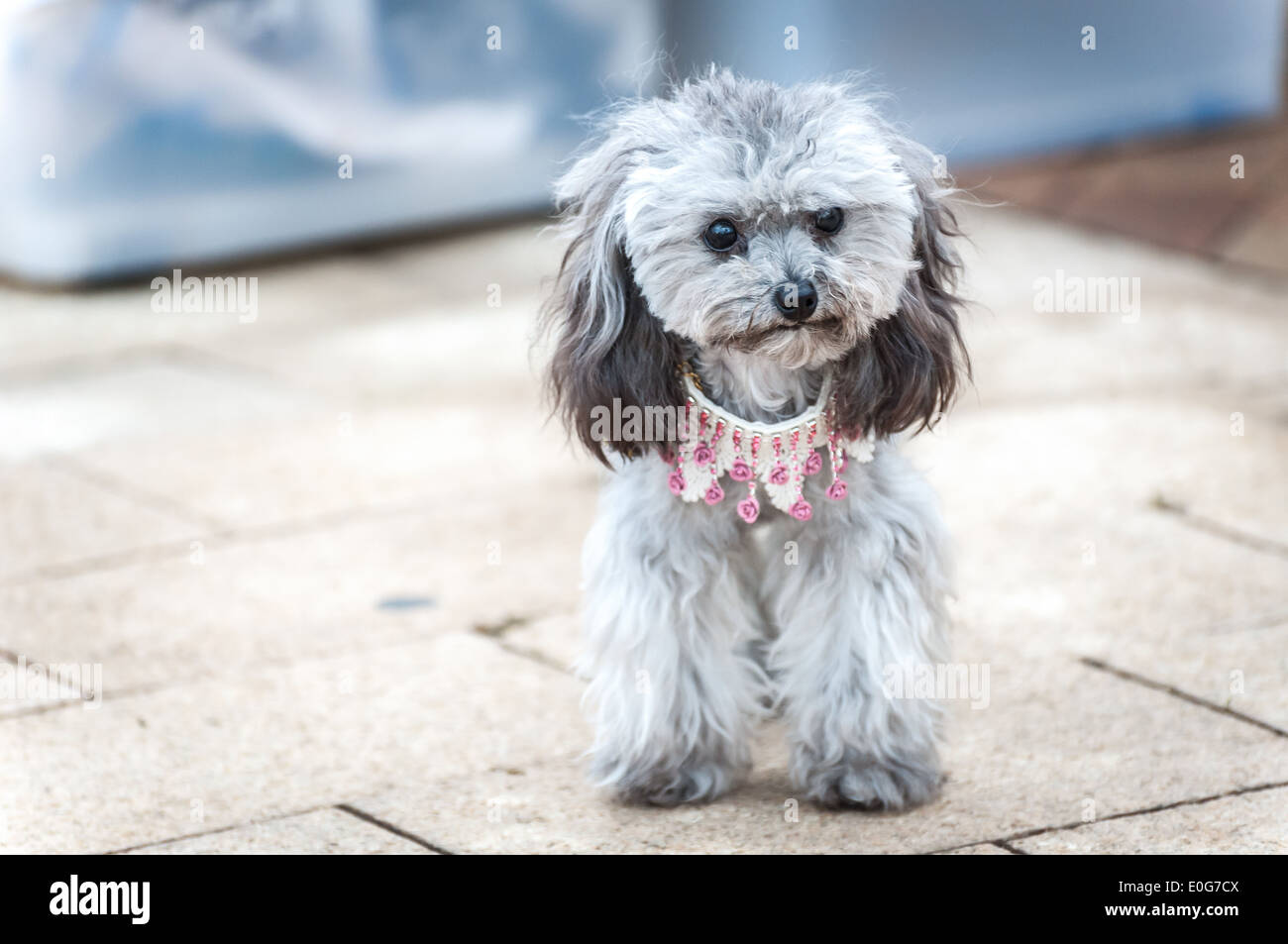 Pink poodle hi-res stock photography and images - Alamy