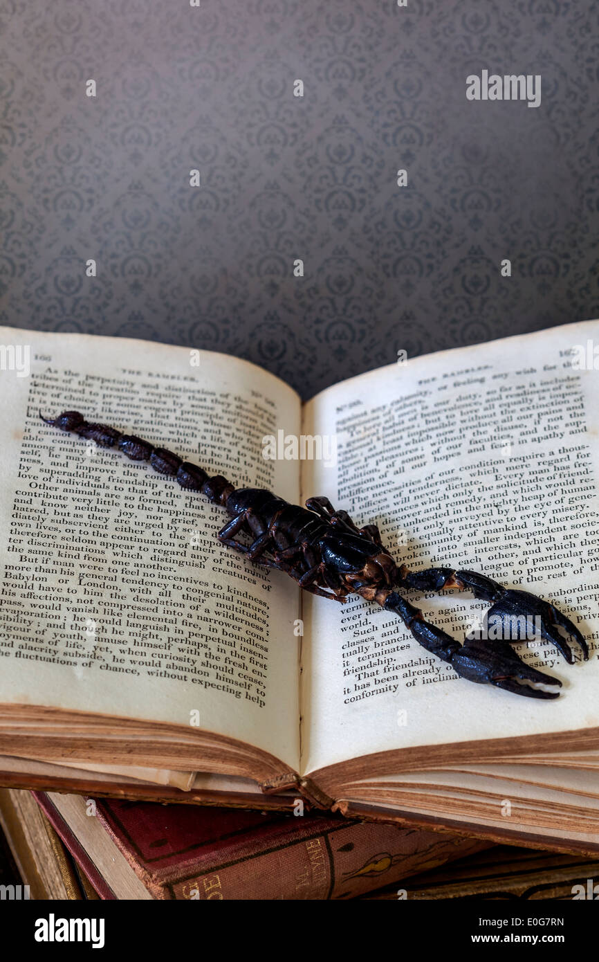 a scorpion on an old book Stock Photo - Alamy