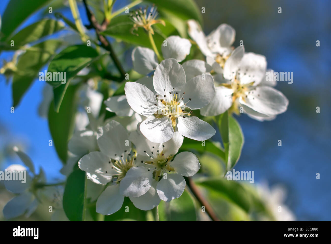 Branch apple tree blossoming hi-res stock photography and images - Alamy