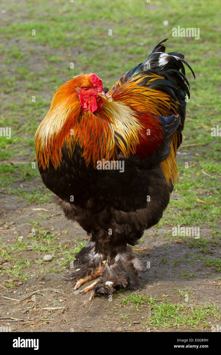 A Colorful rooster on a farm (Holland Stock Photo - Alamy