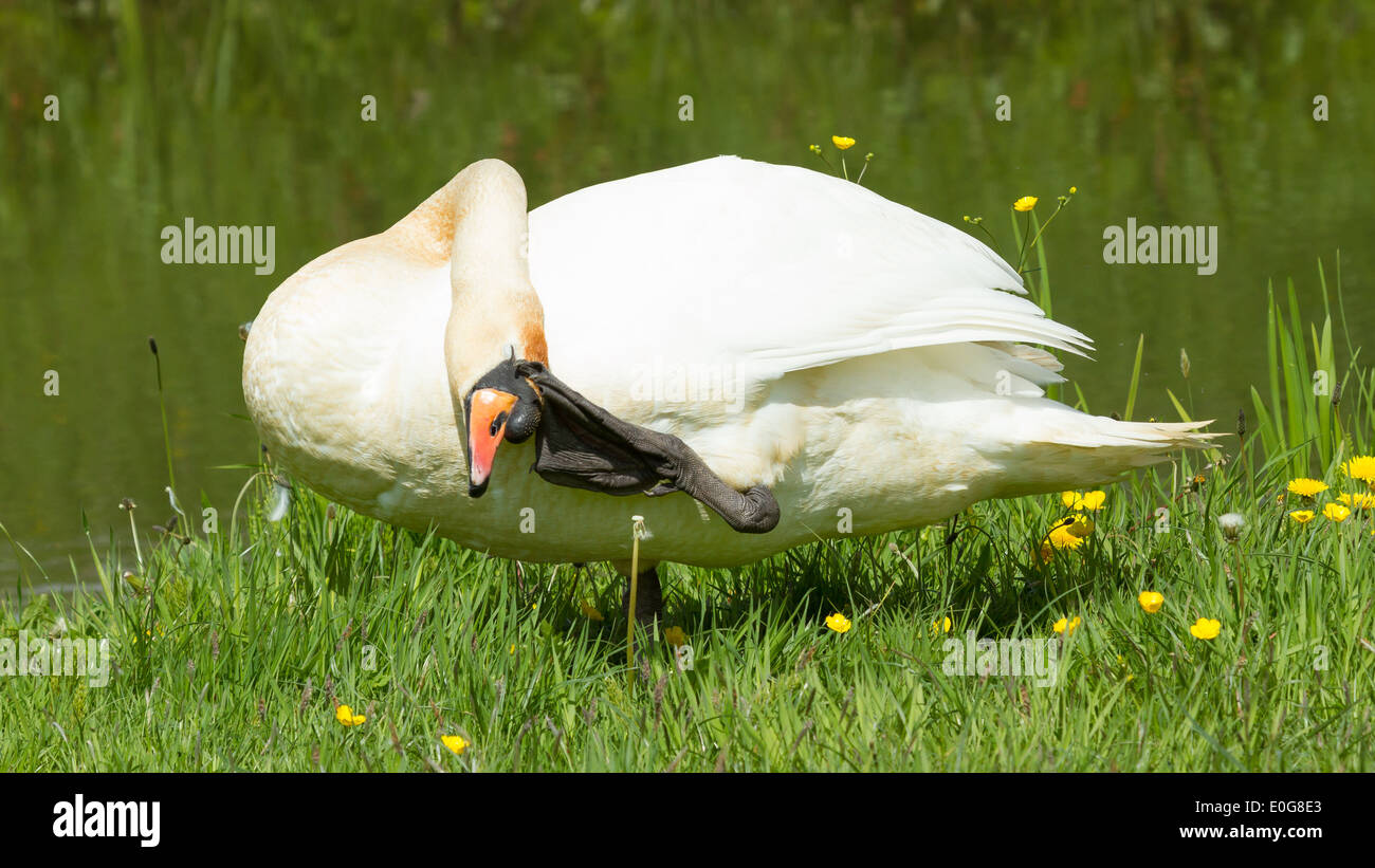 Swan position hi-res stock photography and images - Alamy