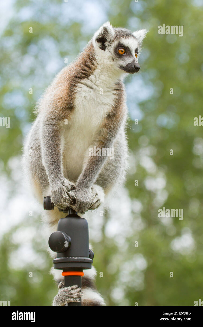 Ring-tailed lemur in captivity sitting on a photographers tripod Stock ...