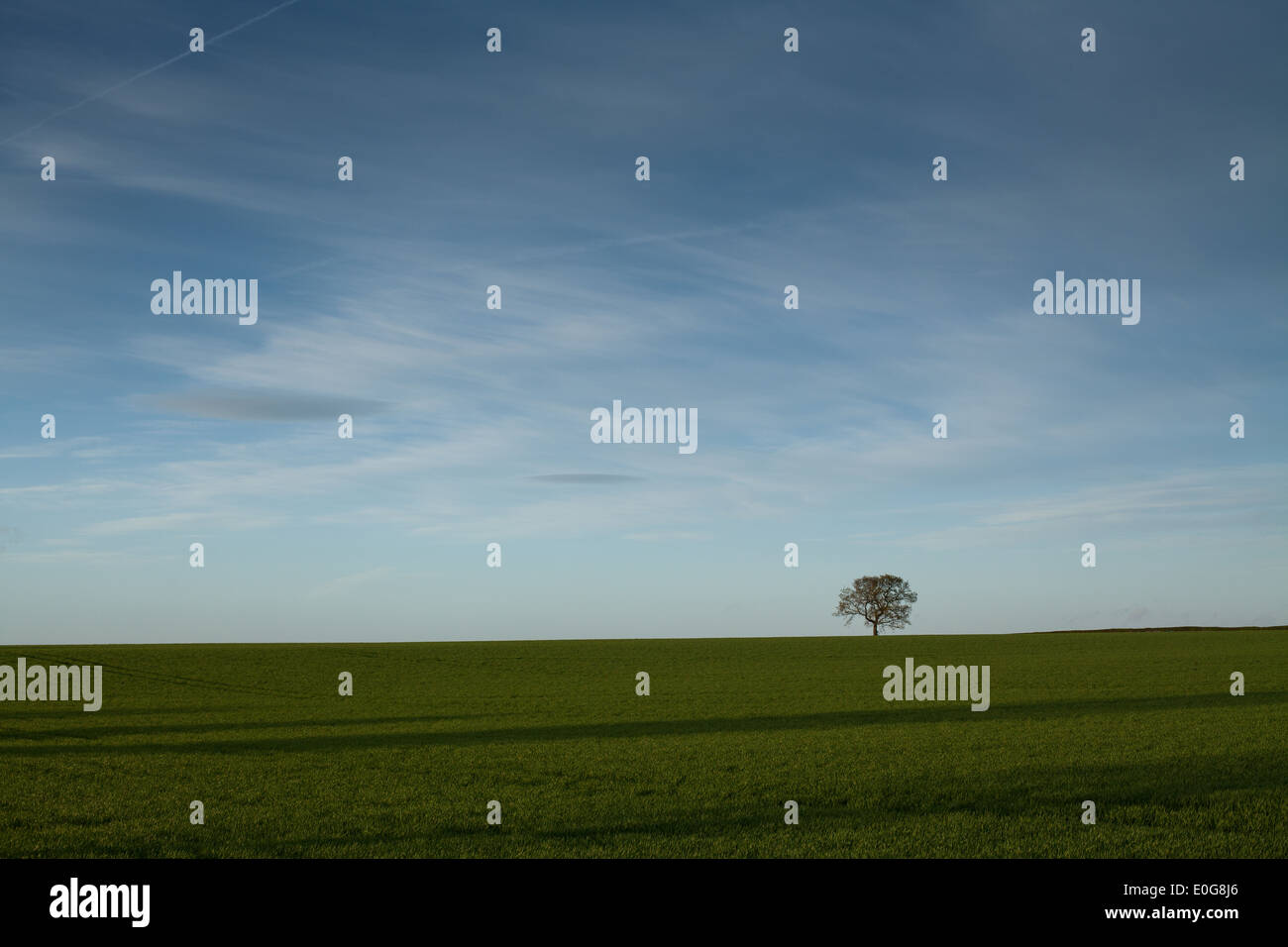 Lone tree on the horizon Stock Photo - Alamy