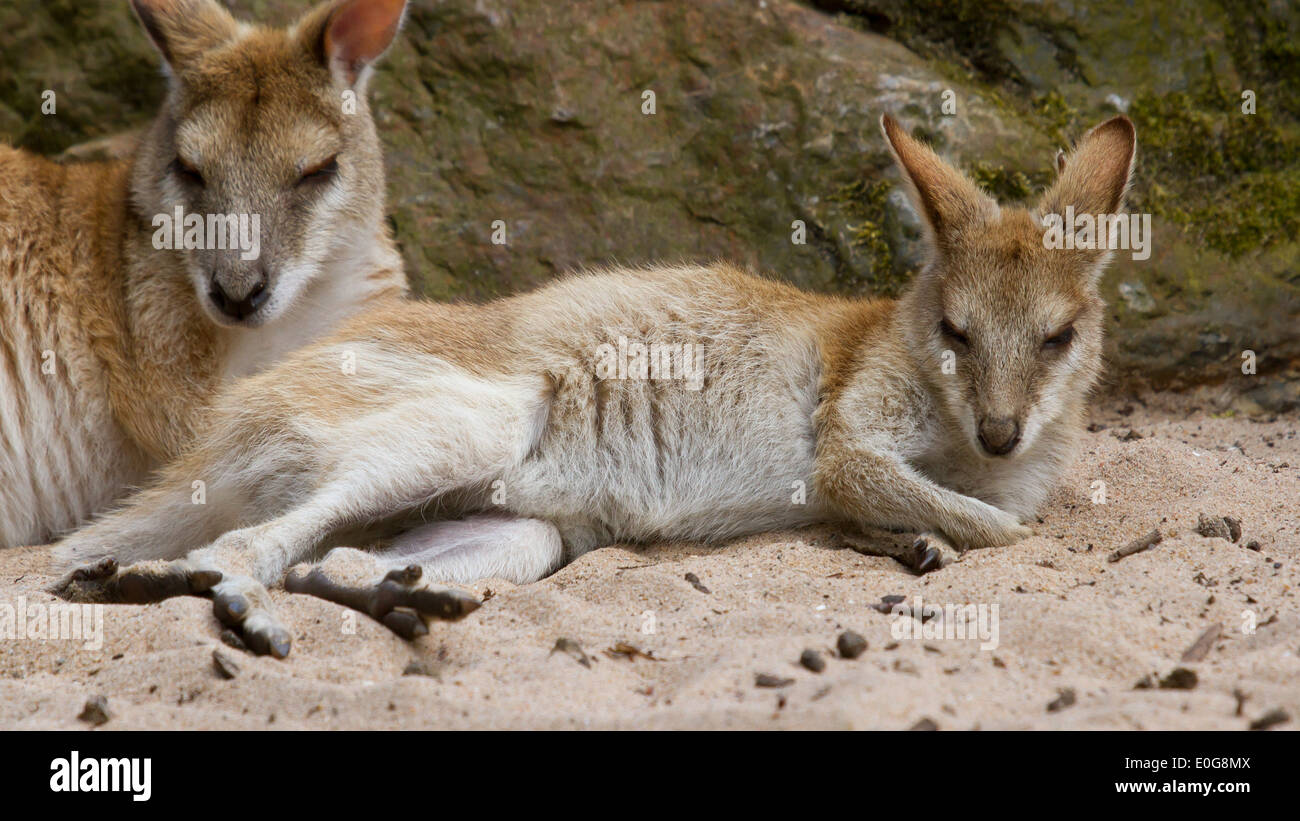 Two flyers hi-res stock photography and images - Alamy