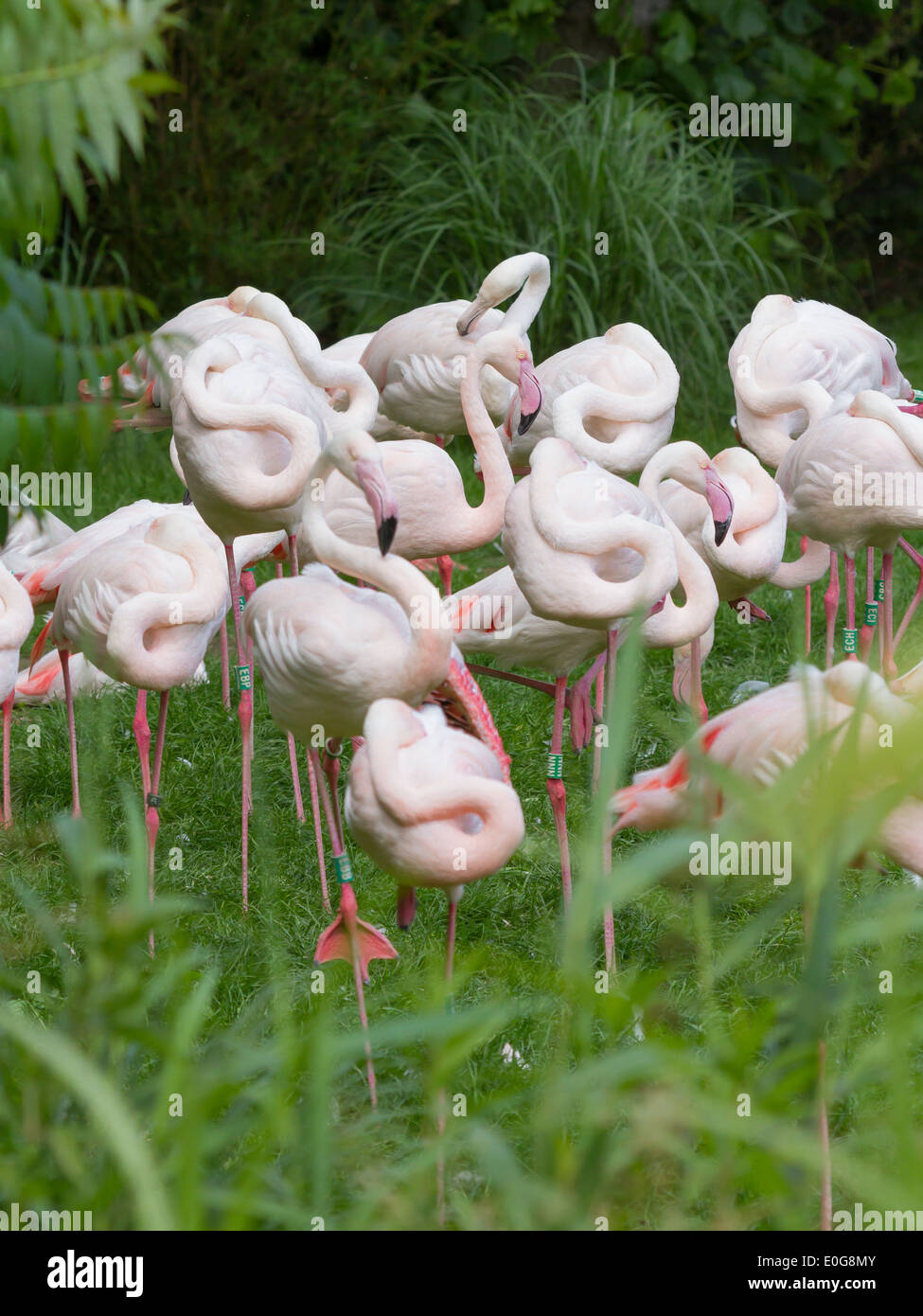 Zoo in the caribbean hi-res stock photography and images - Alamy