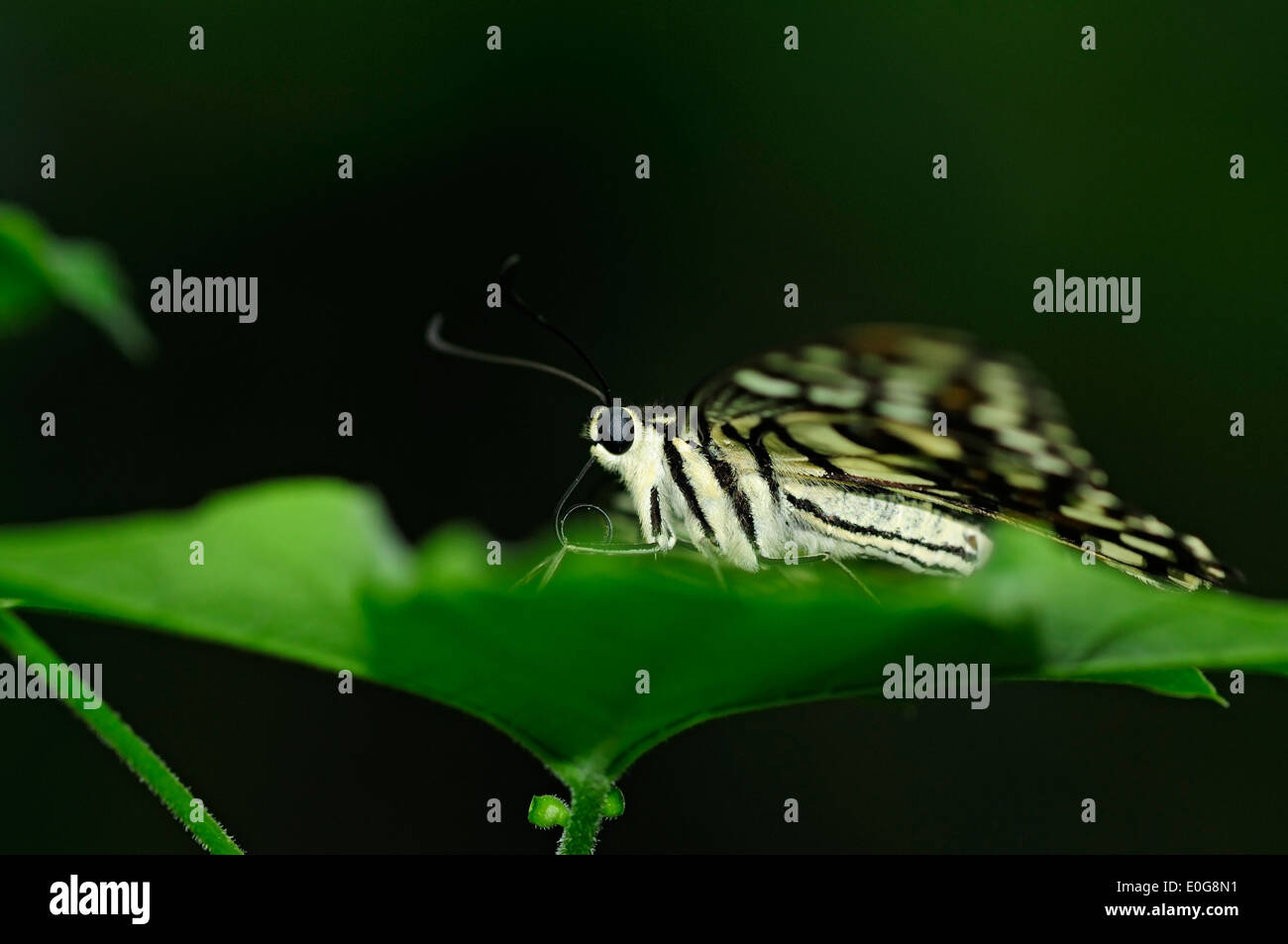 Horizontal picture of Paper Kite butterfly, Idea leuconoe, resting on a ...