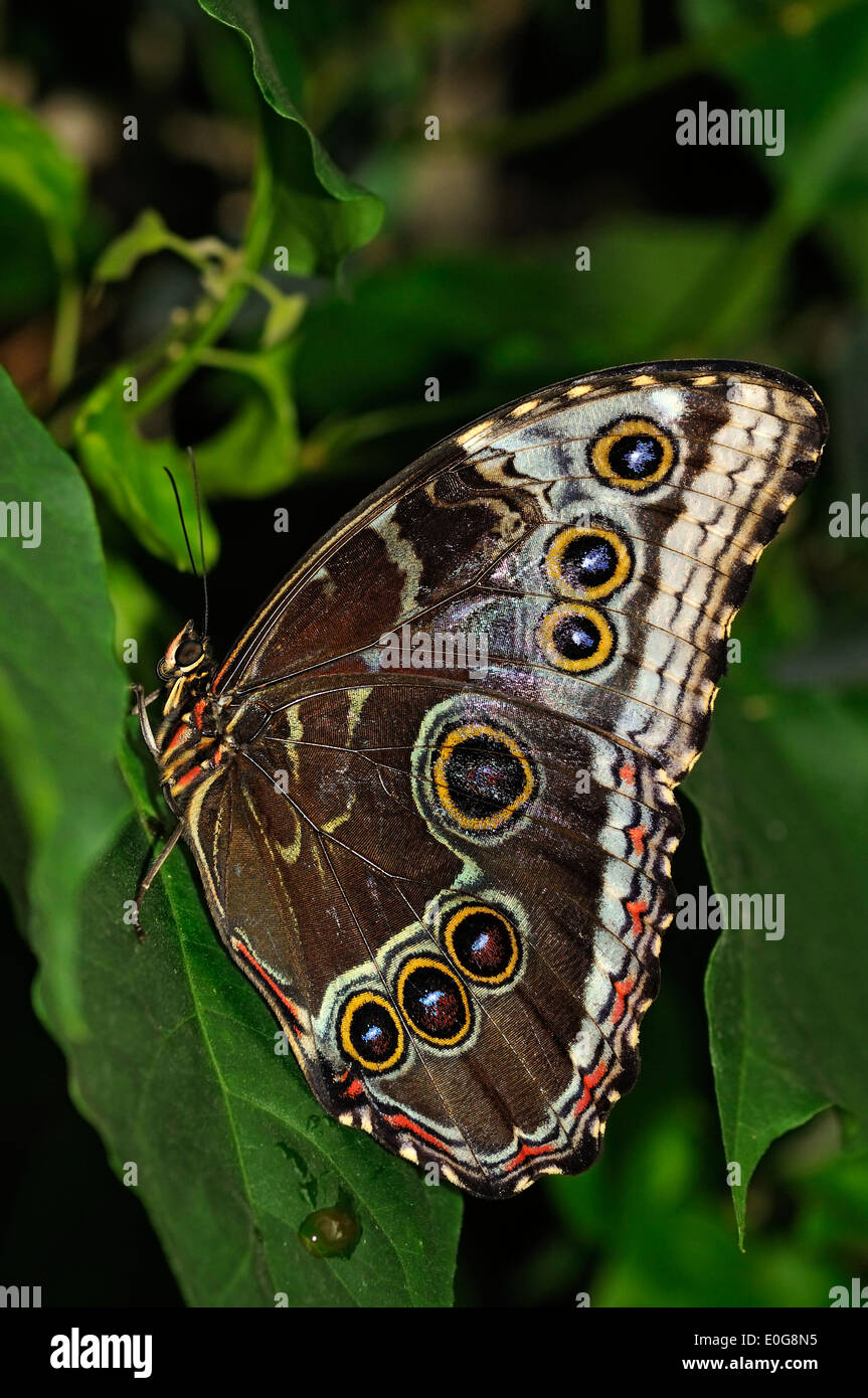 Vertical picture of Common Morpho, Morpho peleides, resting on a green ...