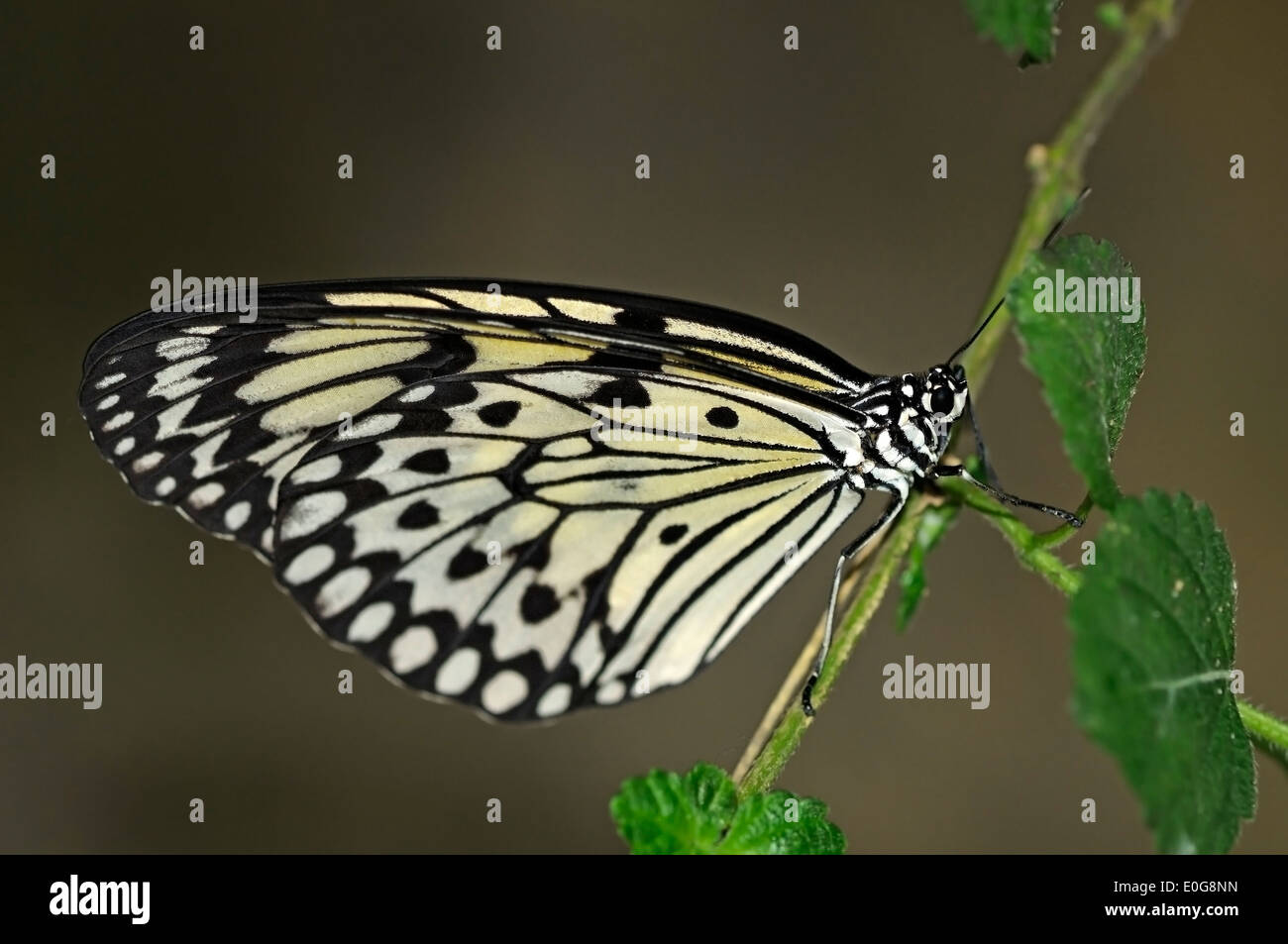 Horizontal picture of Paper Kite butterfly, Idea leuconoe, resting on a ...