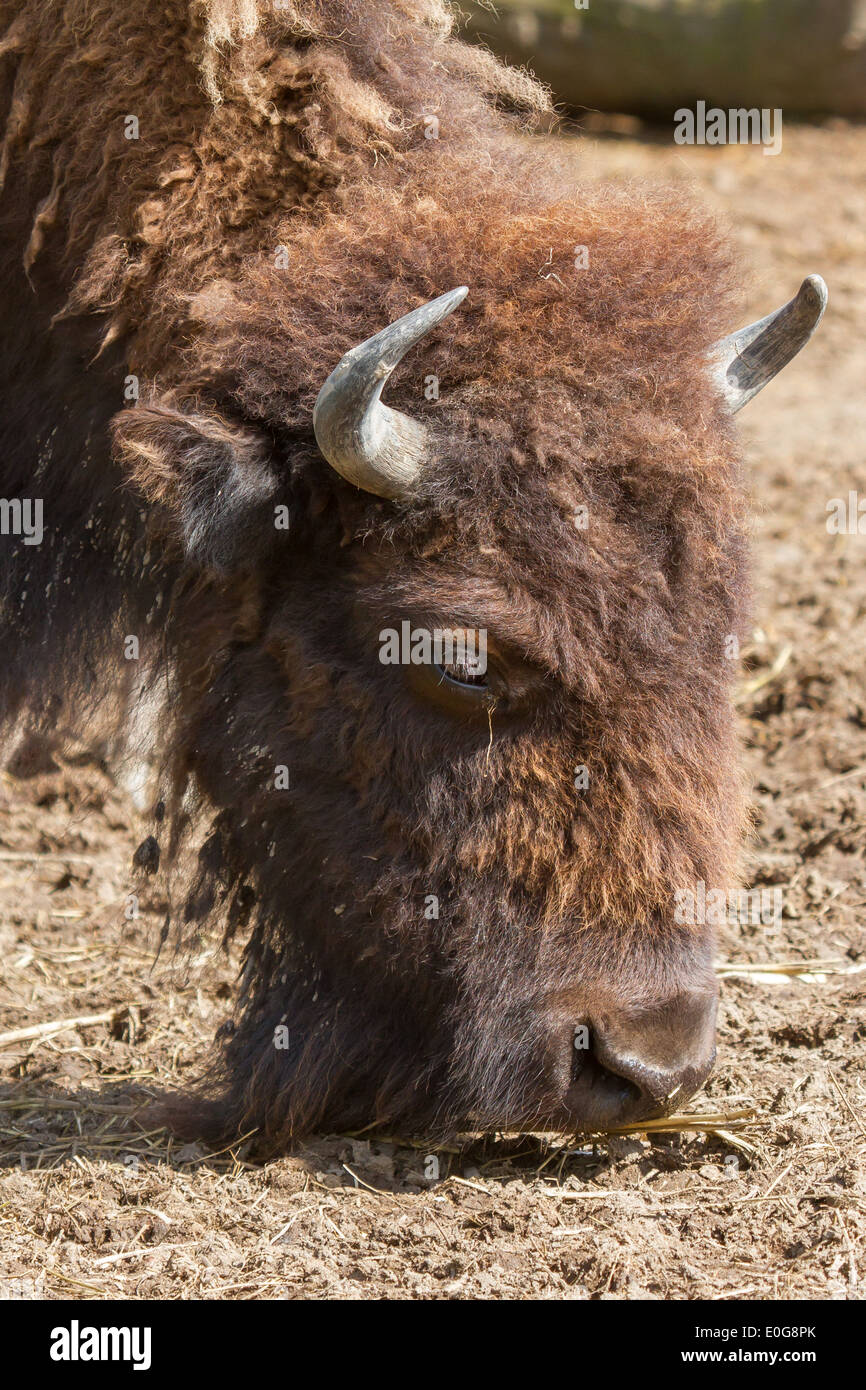 American bison (Bison bison) in a dutch zoo Stock Photo - Alamy