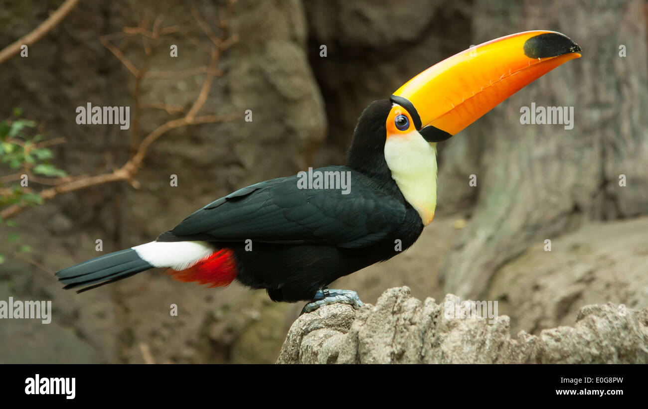 Toco toucan green hi-res stock photography and images - Alamy