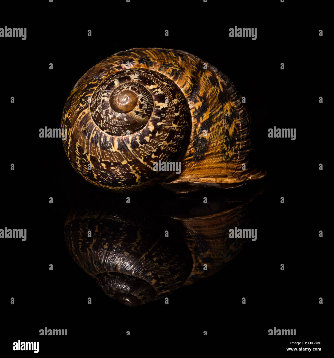 Garden snail shell hi-res stock photography and images - Alamy