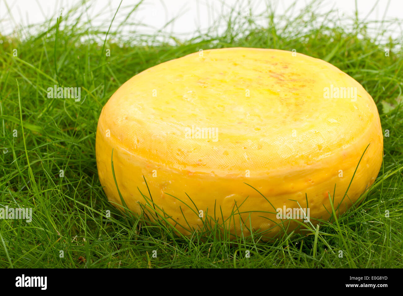 Round onion cheese isolated in the green grass (Holland Stock Photo - Alamy
