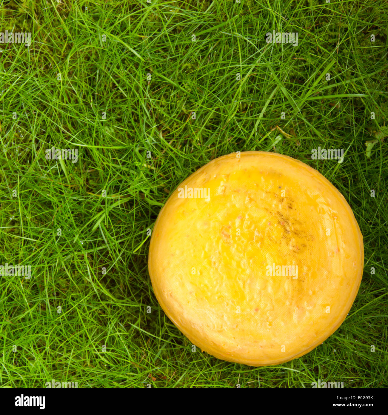 Round onion cheese isolated in the green grass (Holland Stock Photo - Alamy