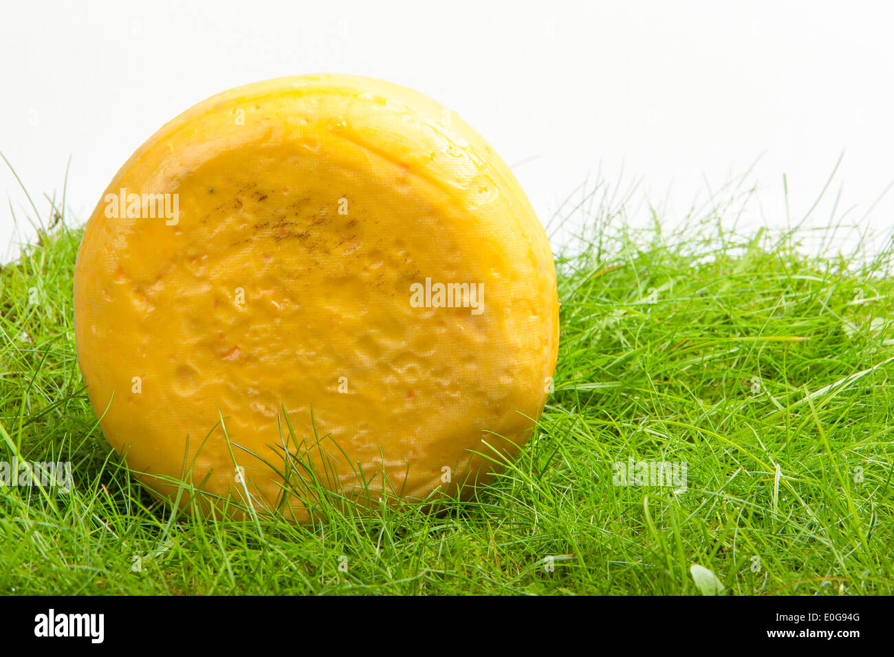 Round onion cheese isolated in the green grass (Holland Stock Photo - Alamy