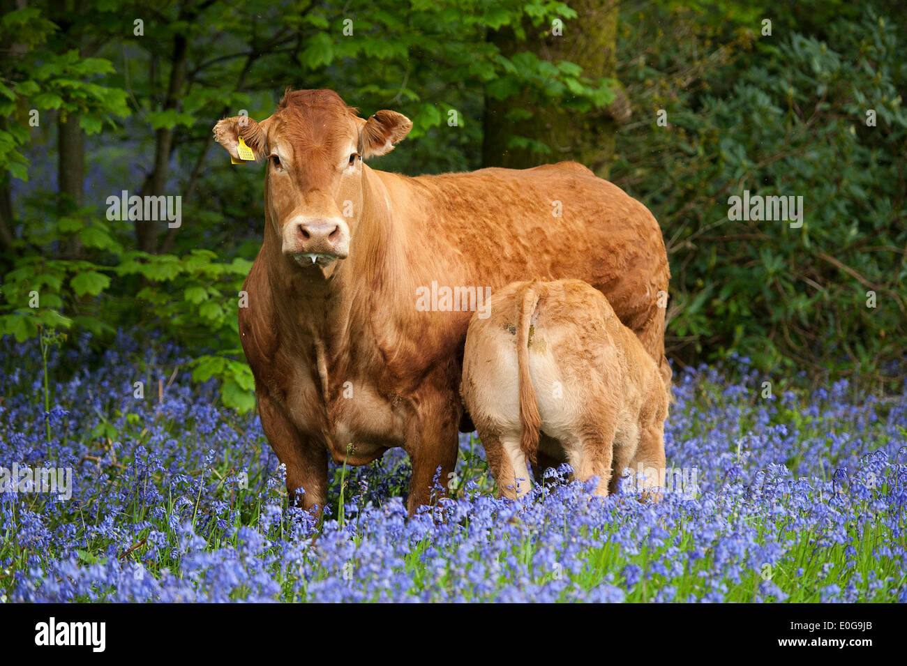 Netherhall hi-res stock photography and images - Alamy