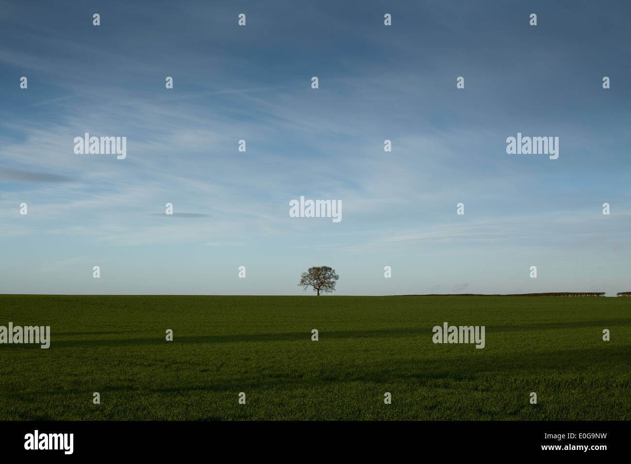 Lone tree on the horizon Stock Photo - Alamy