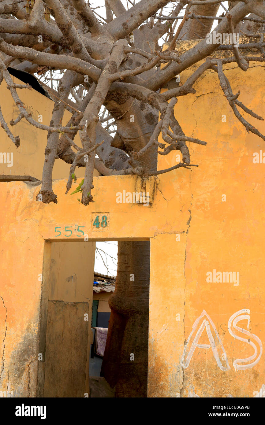 Tree through a wall-Saint Louis du Senegal Stock Photo - Alamy